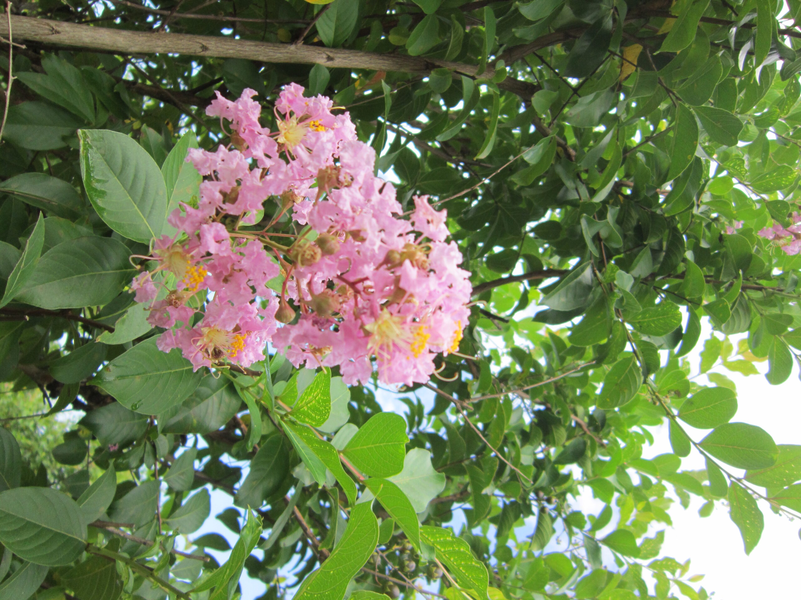 Muskogee Crape Myrtle - Select Trees