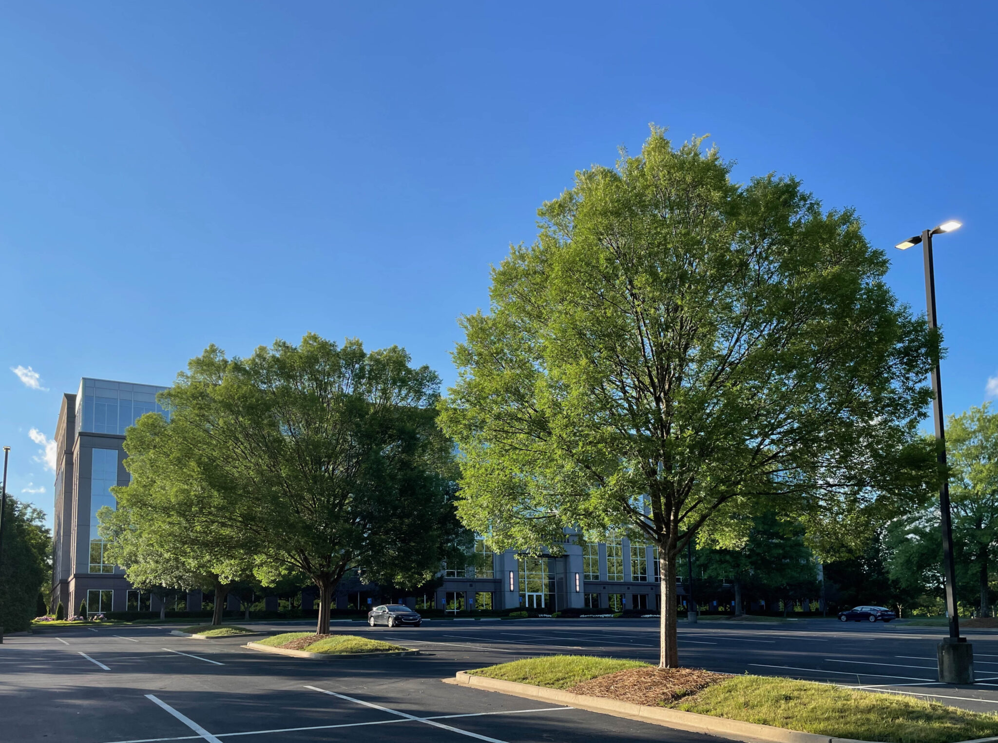 Allee® Lacebark Elm - Select Trees