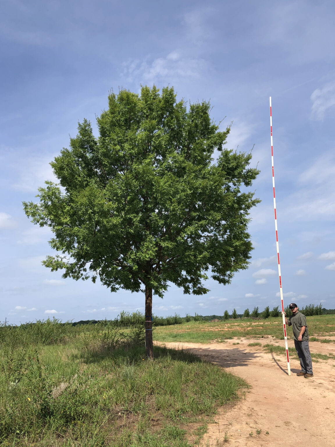 Allee® Lacebark Elm - Select Trees