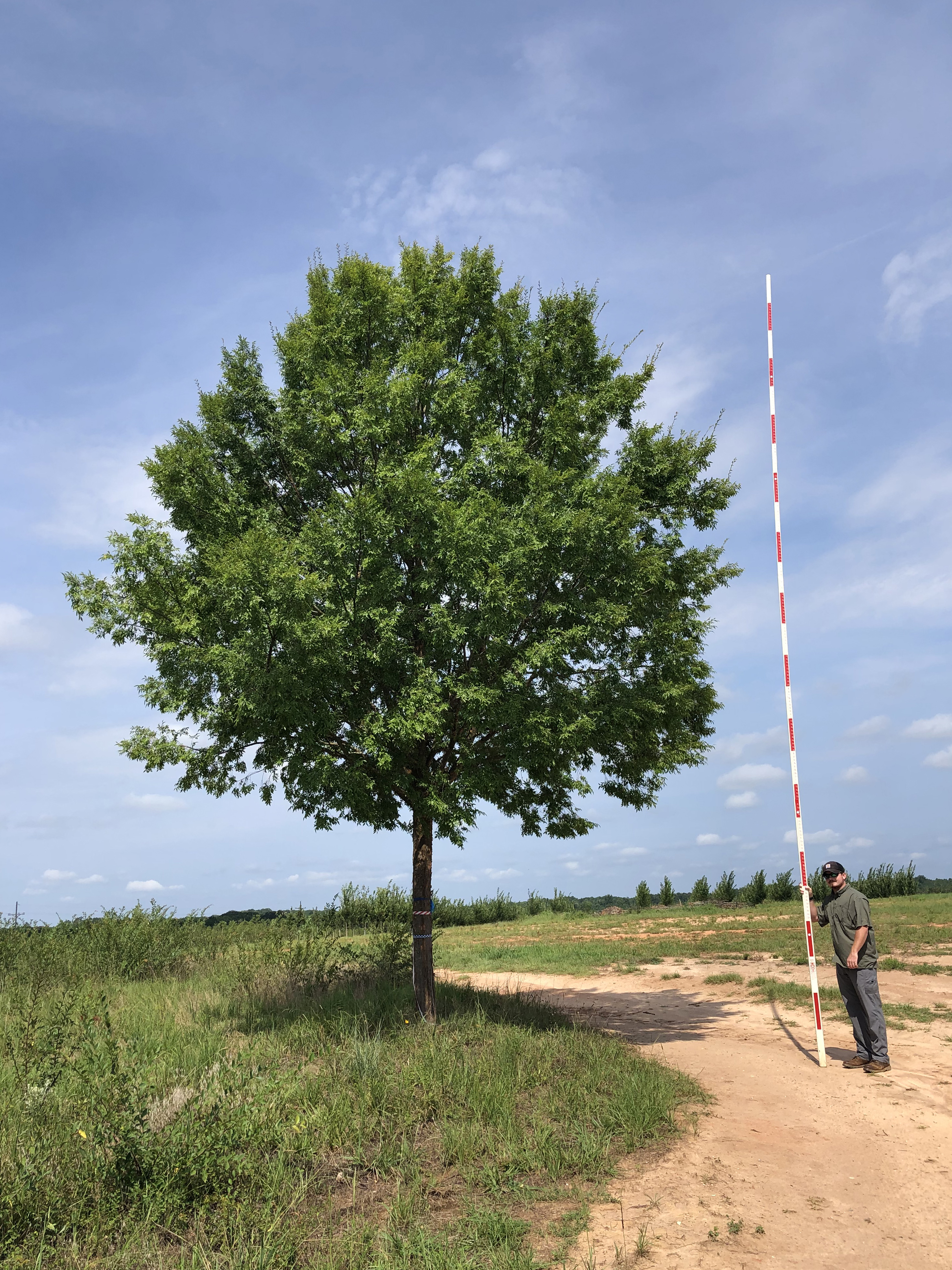 Allee® Lacebark Elm - Select Trees