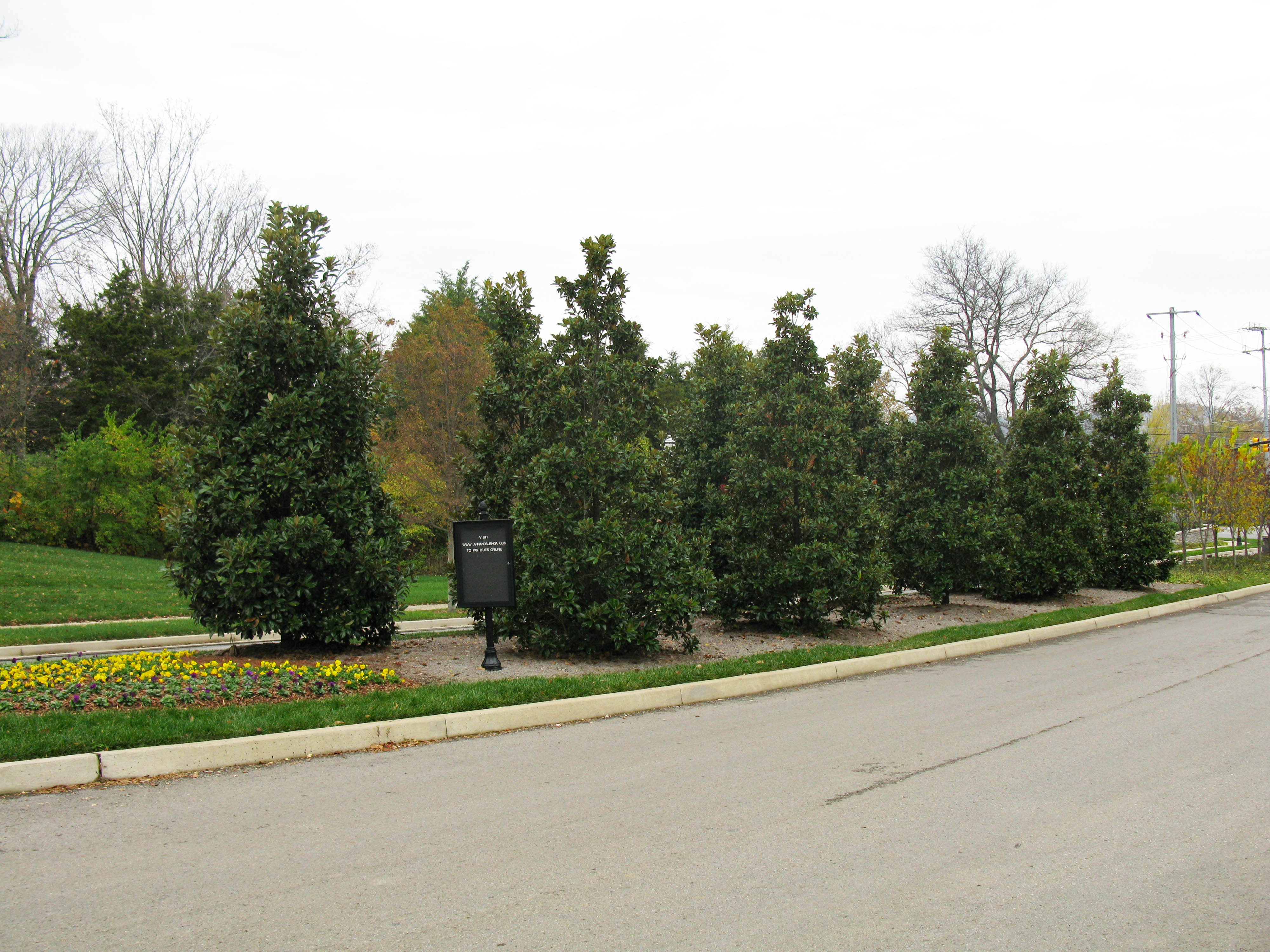 Claudia Wannamaker Southern Magnolia - Select Trees