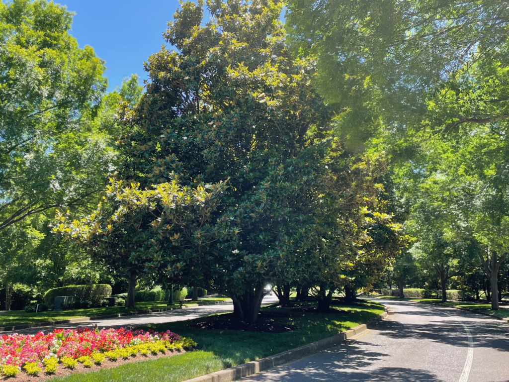 Claudia Wannamaker Southern Magnolia - Select Trees