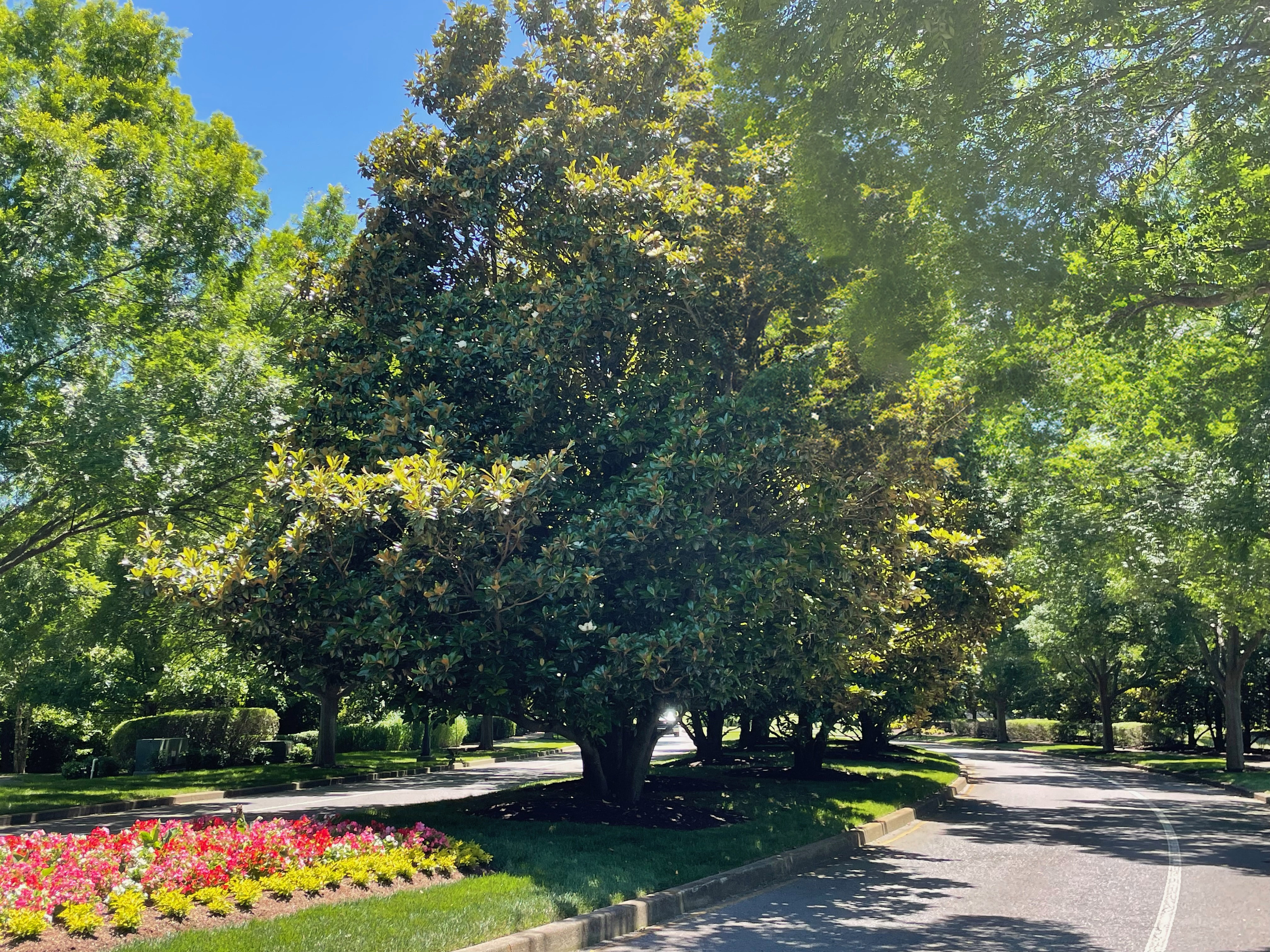 Claudia Wannamaker Southern Magnolia - Select Trees