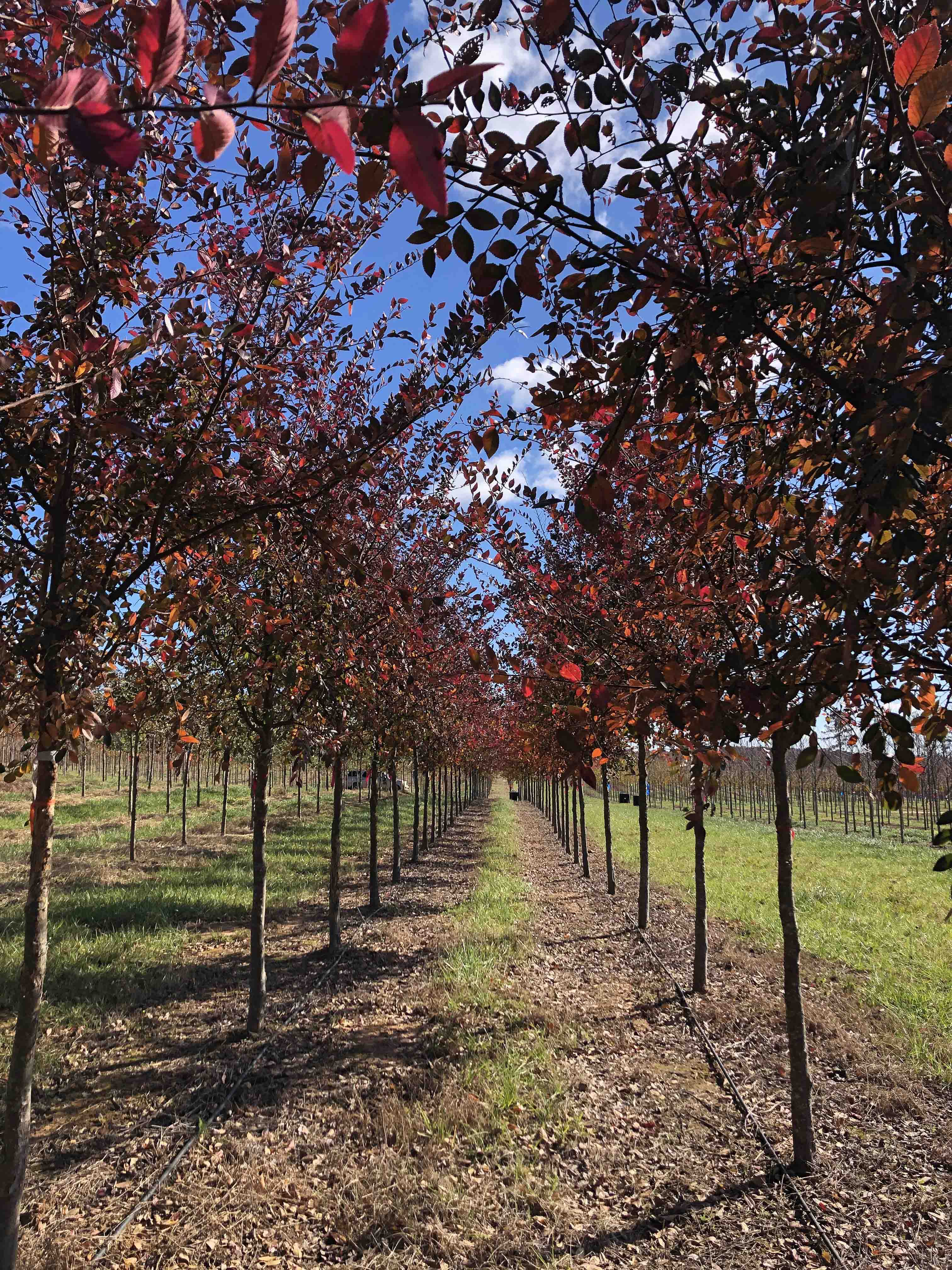 Burgundy Lacebark Elm - Select Trees