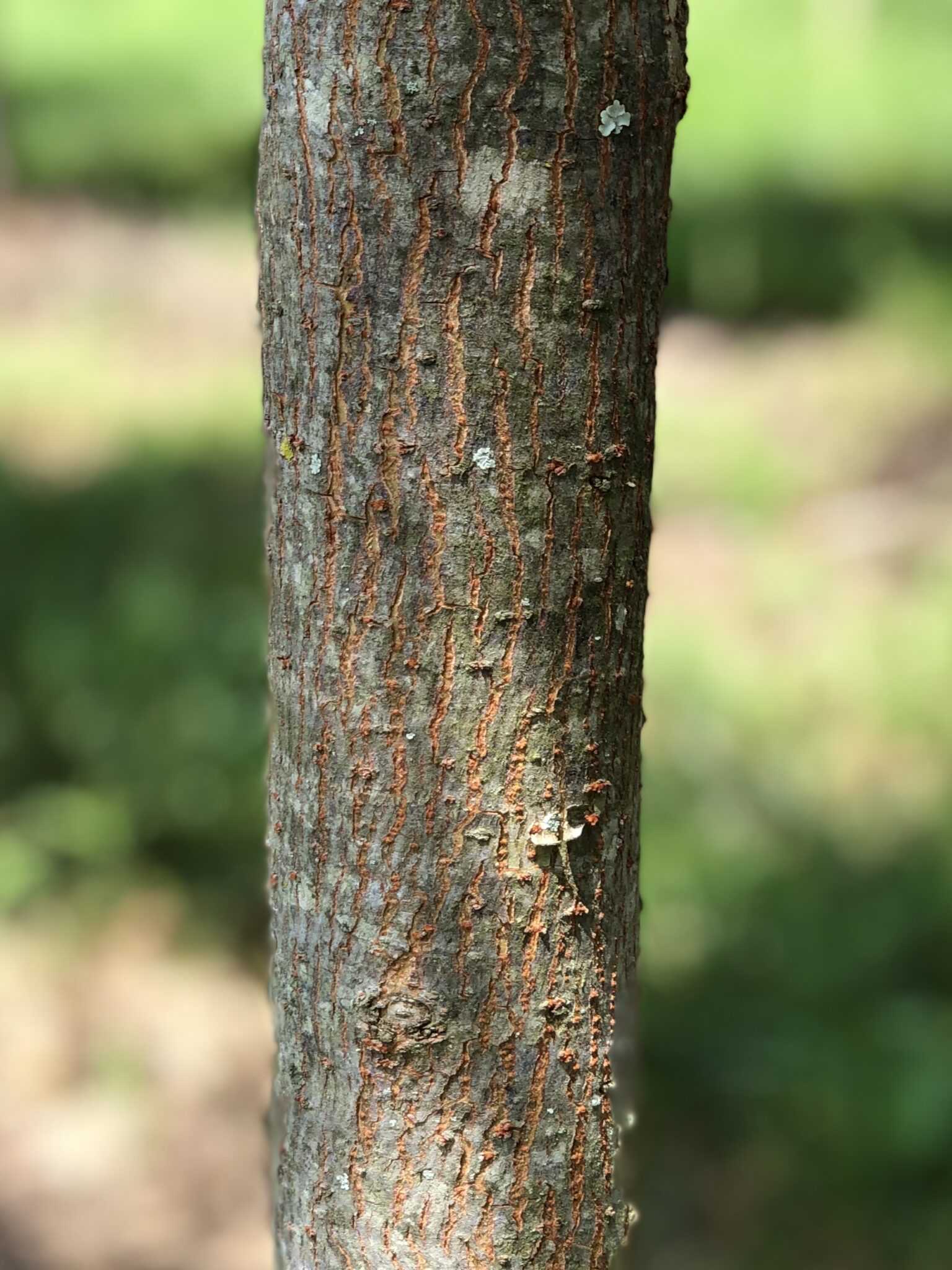 Burgundy Lacebark Elm - Select Trees