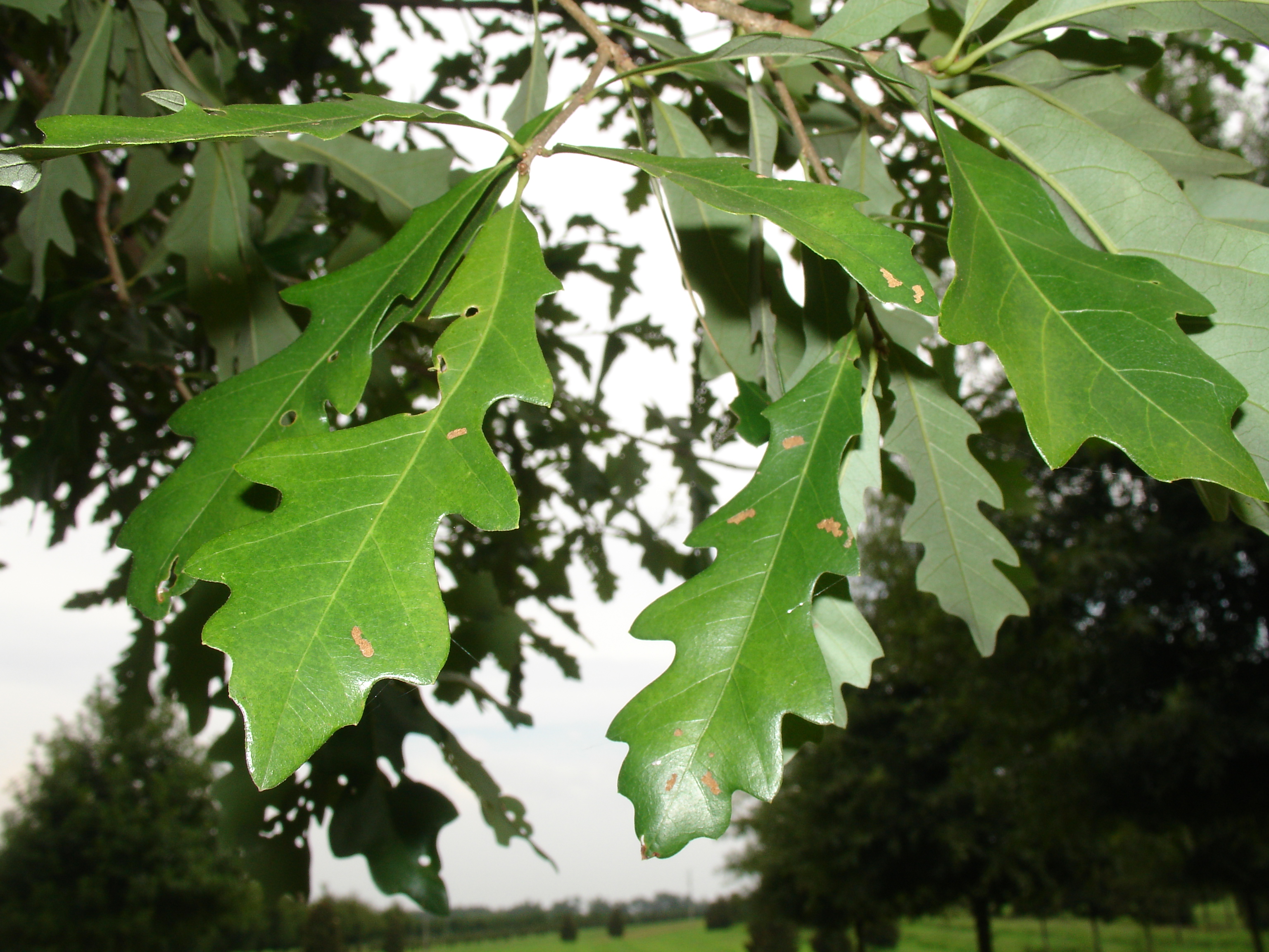 Endurance™ Compton Oak - Select Trees