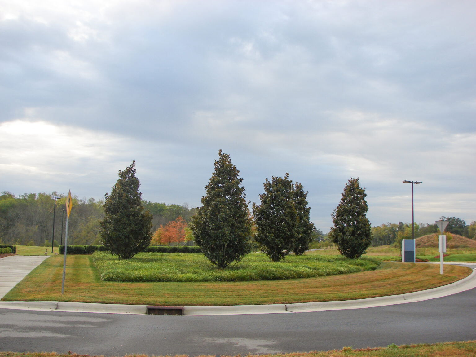 Alta® Southern Magnolia - Select Trees