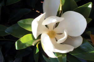 Alta® Southern Magnolia - Select Trees