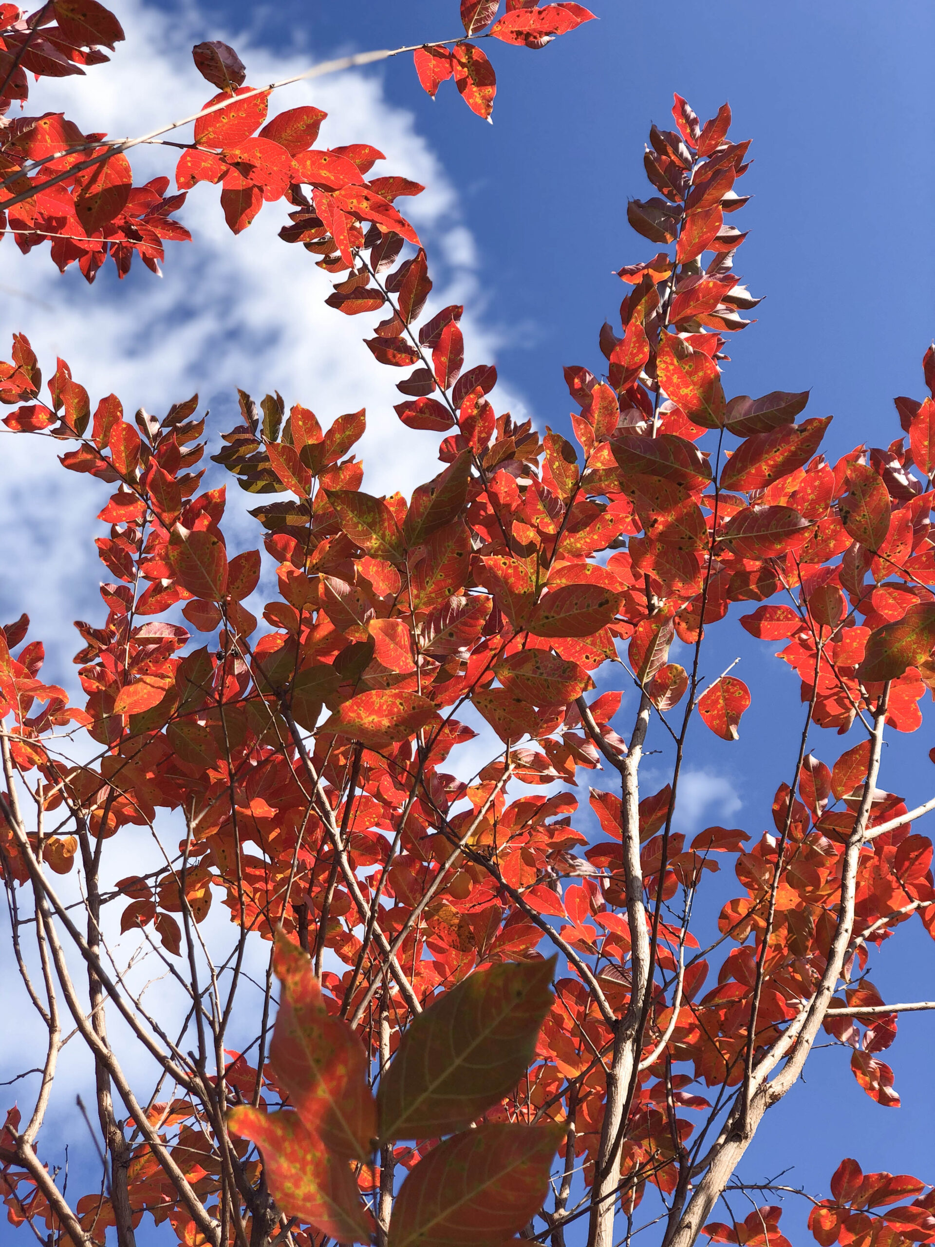 Muskogee Crape Myrtle - Select Trees