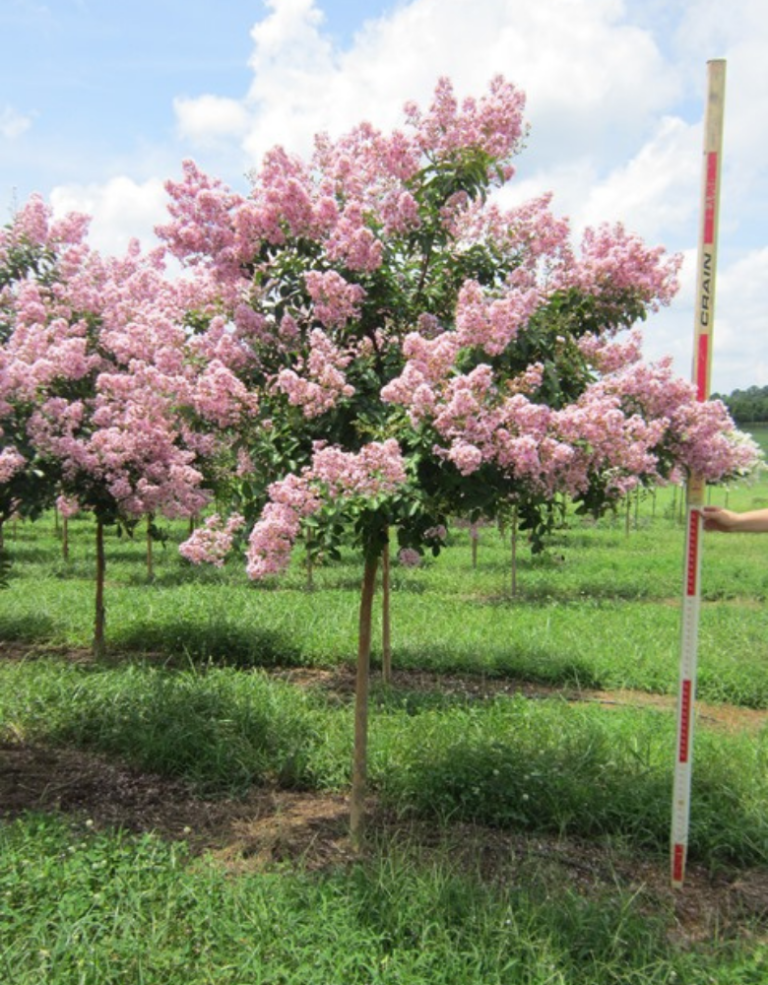 Muskogee Crape Myrtle - Select Trees