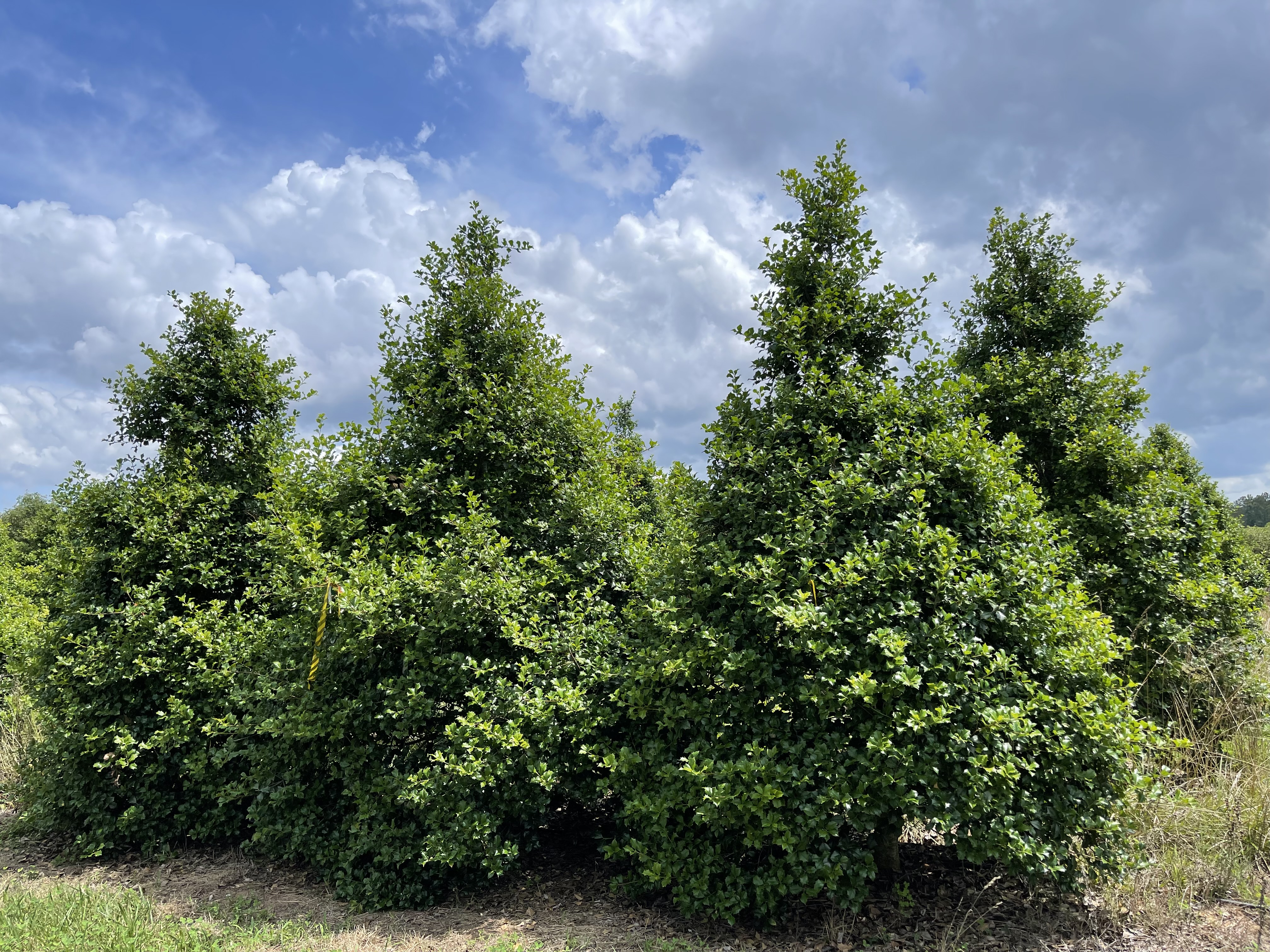 Select Elegance™ American Holly - Select Trees