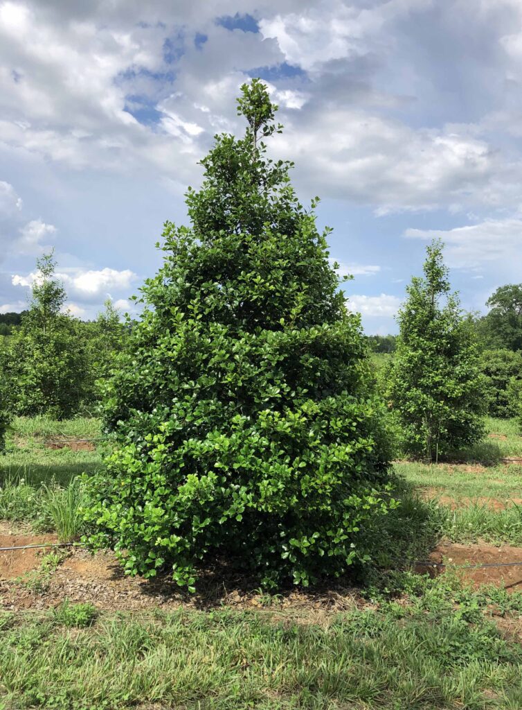 Select Elegance™ American Holly - Select Trees