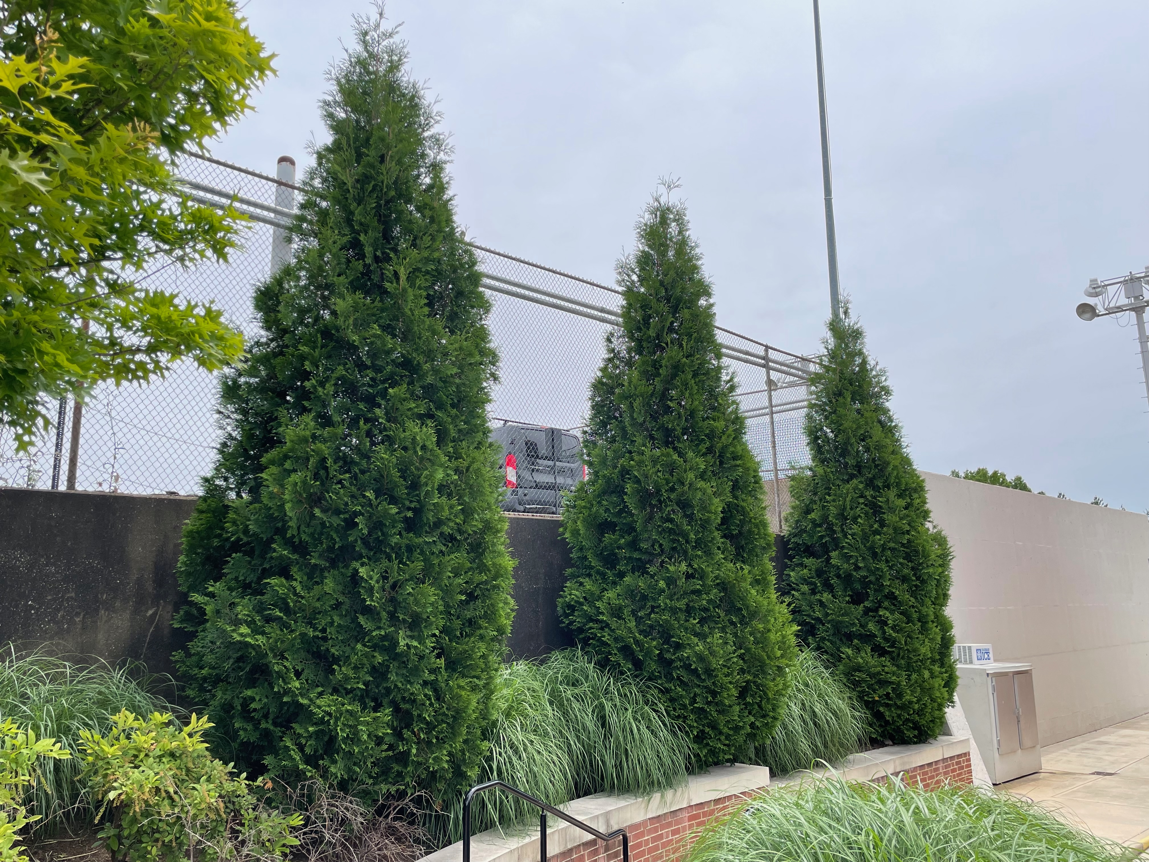 Hetz Arborvitae - Select Trees
