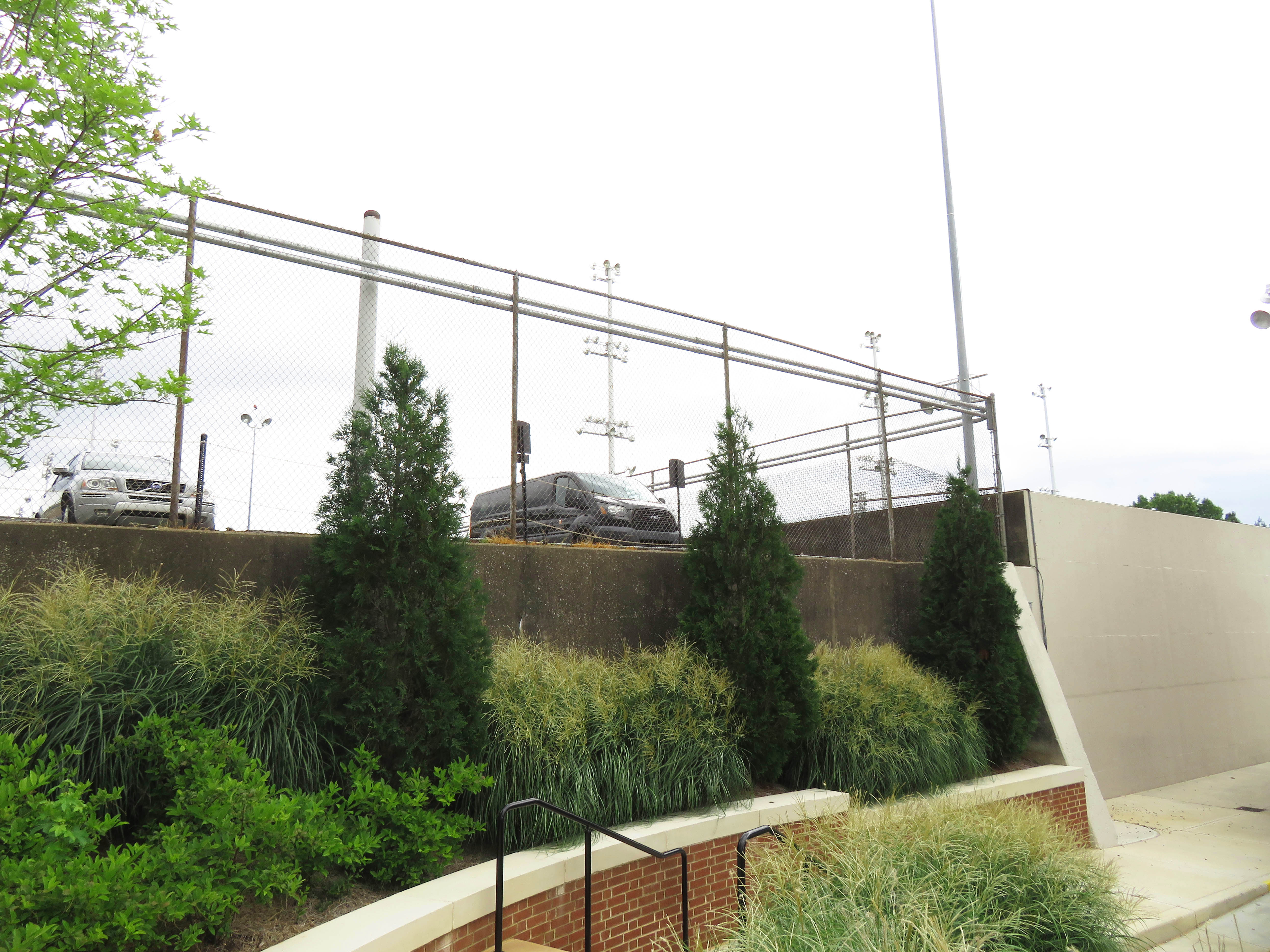 Hetz Arborvitae - Select Trees