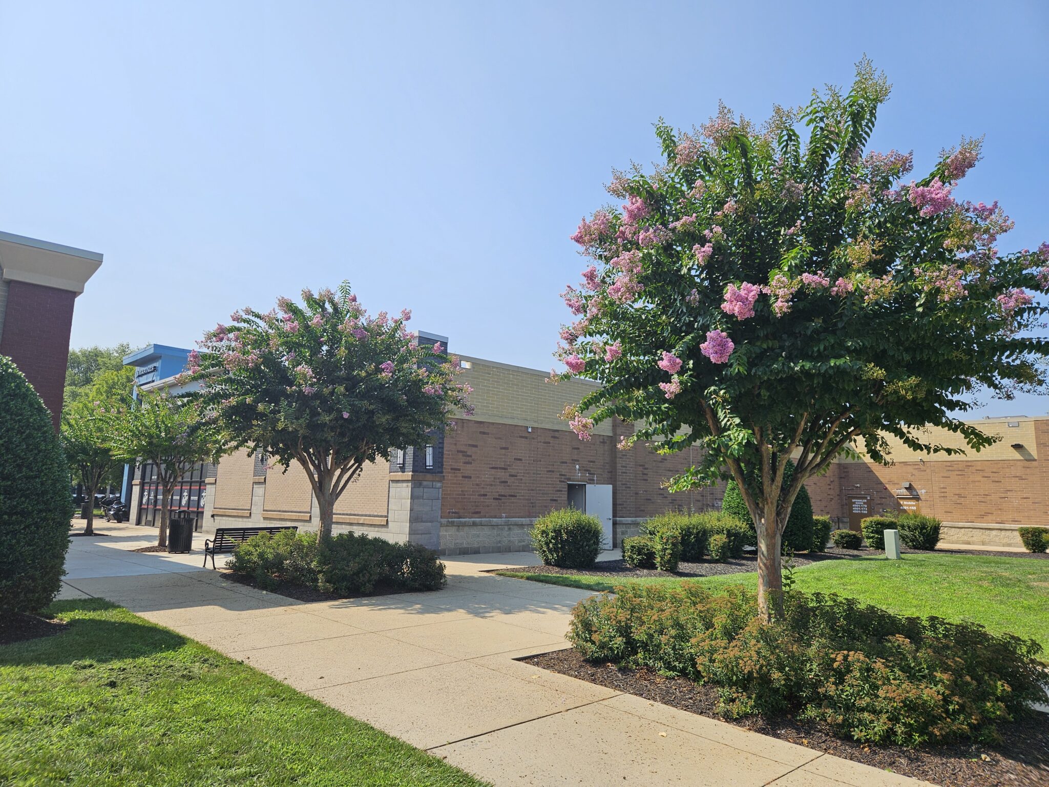 Muskogee Crape Myrtle - Select Trees