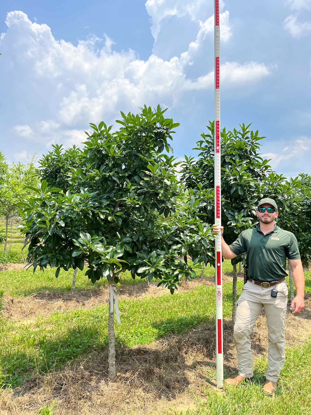 Lagniappe™ Fringetree - Select Trees