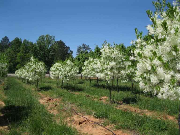 Prodigy® Fringetree - Select Trees