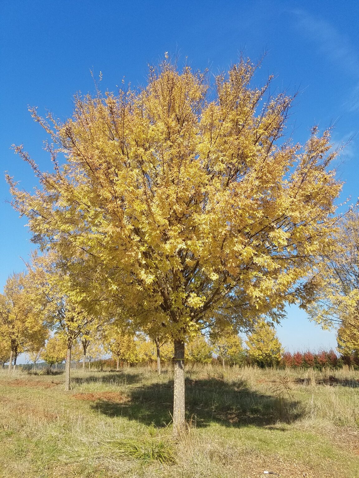 Allee® Lacebark Elm - Select Trees