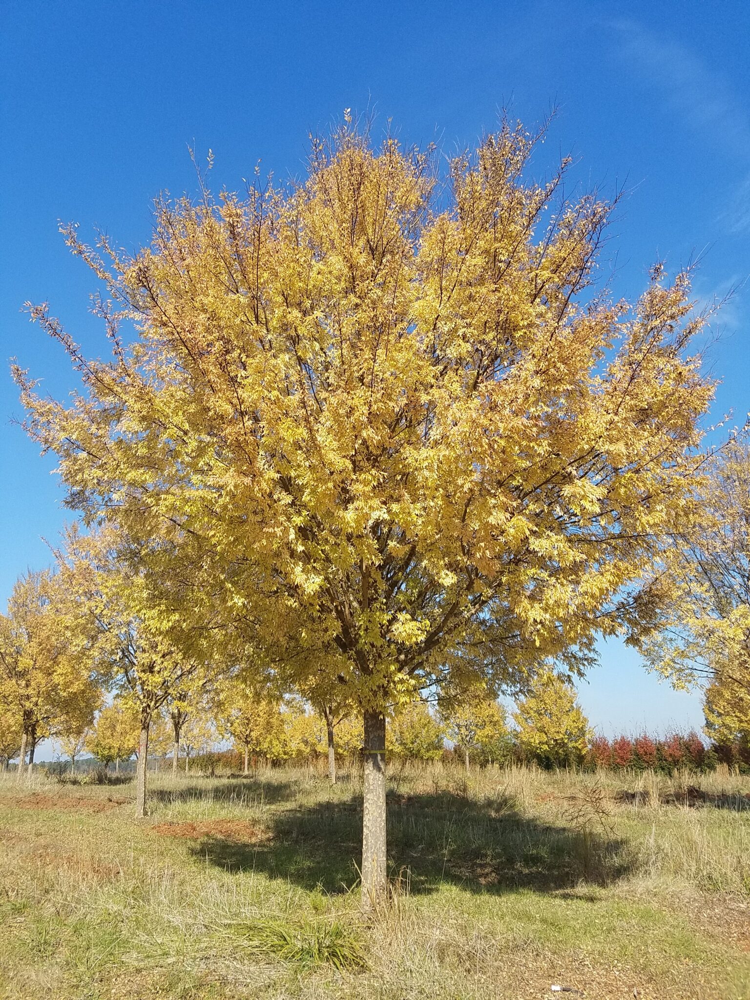Allee® Lacebark Elm - Select Trees