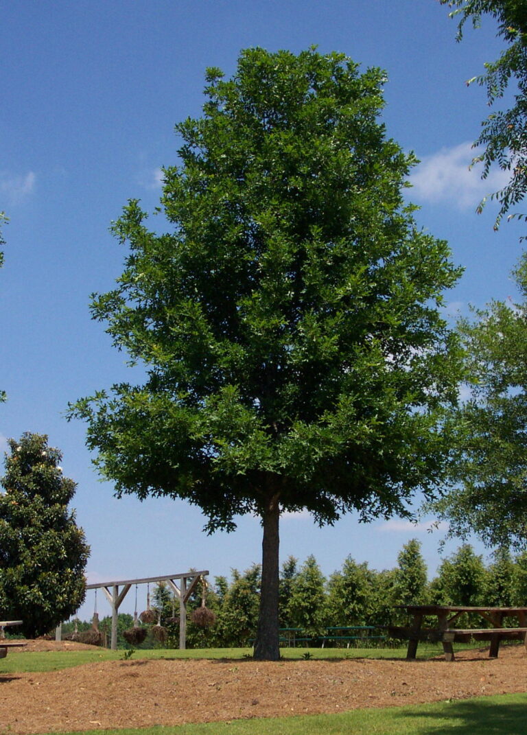 Highbeam® Overcup Oak - Select Trees