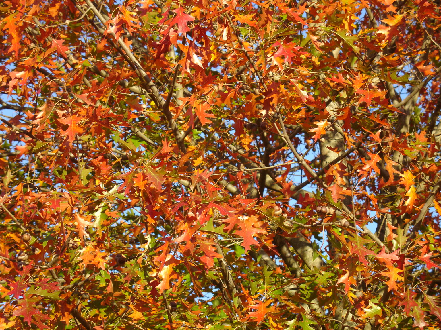 Highpoint® Nuttall Oak - Select Trees