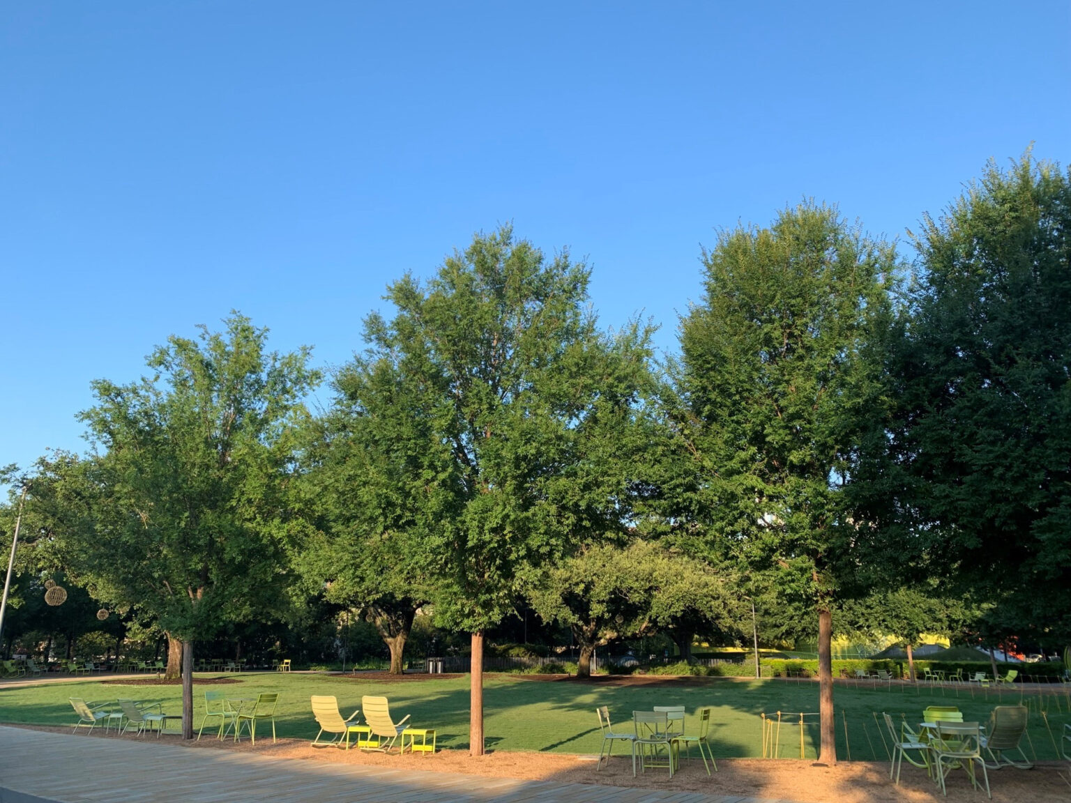 Allee® Lacebark Elm - Select Trees