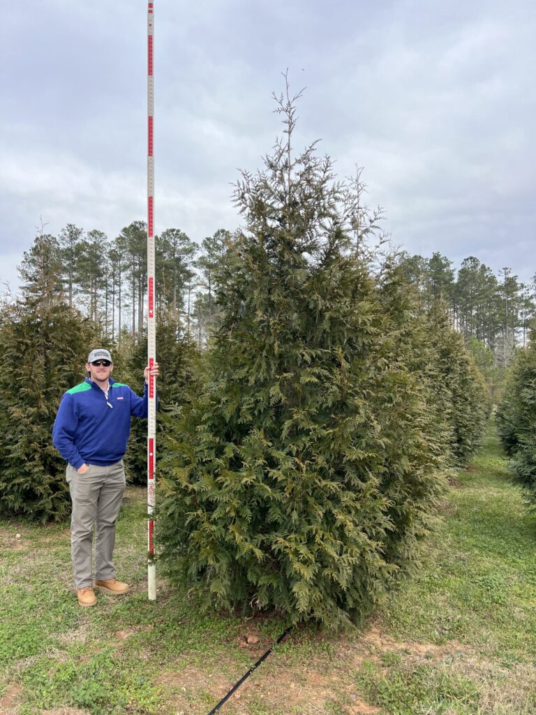 Green Giant Arborvitae - Select Trees