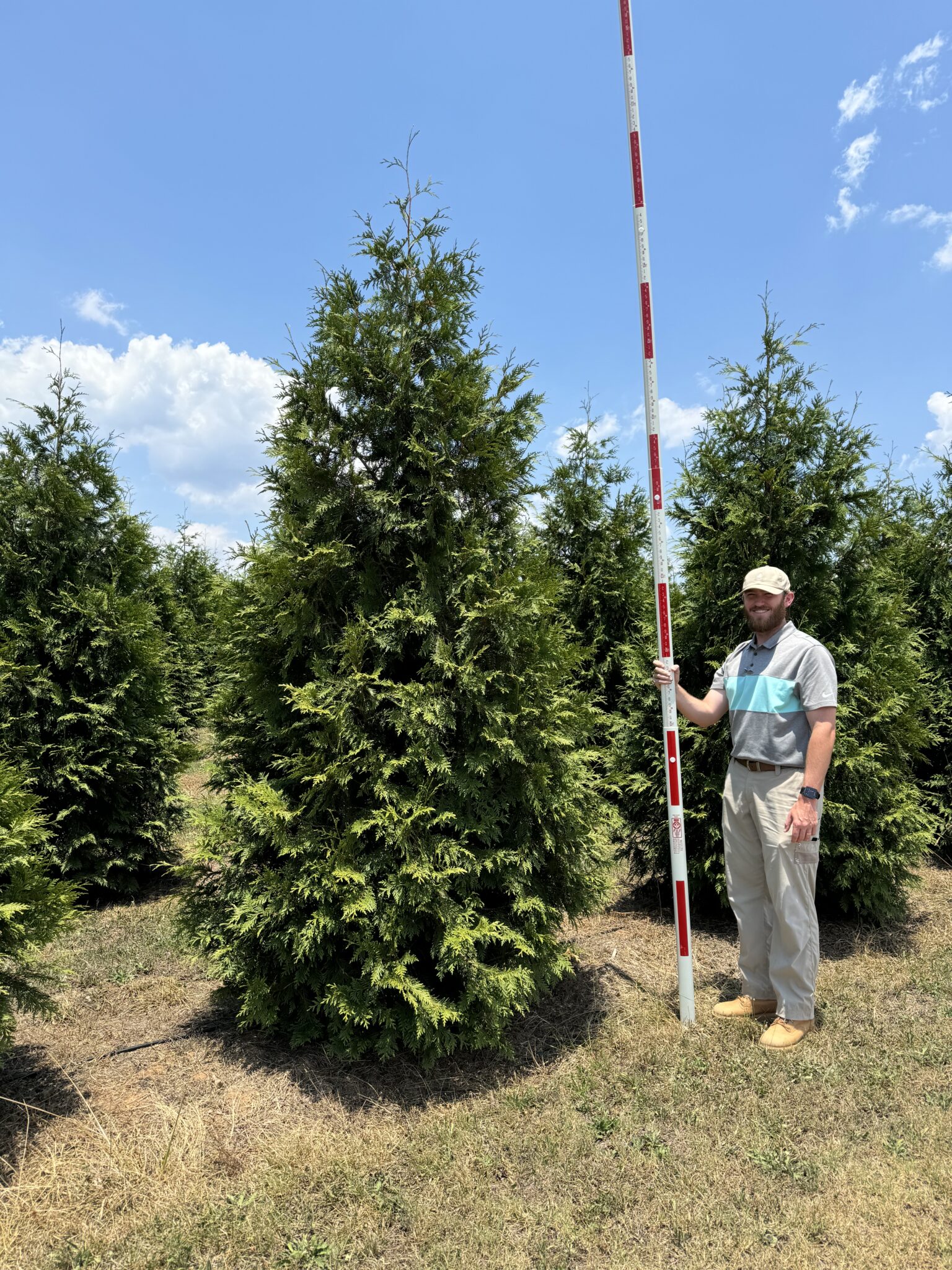 Green Giant Arborvitae - Select Trees