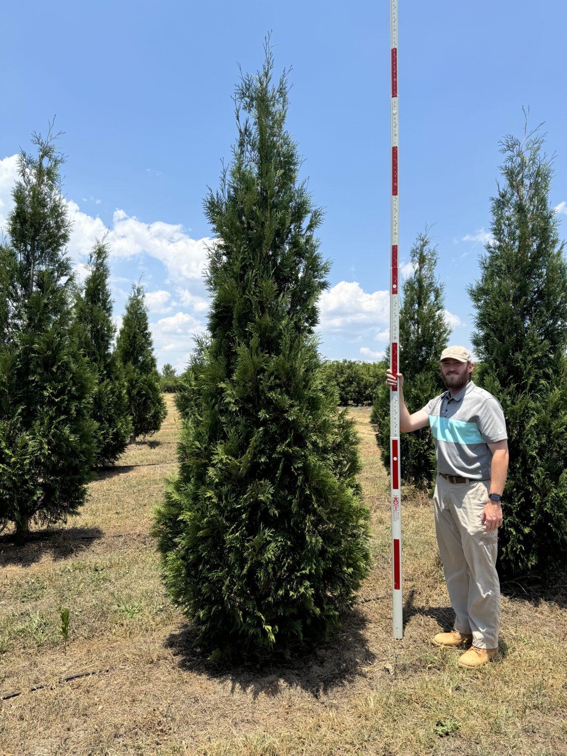 Hetz Arborvitae - Select Trees