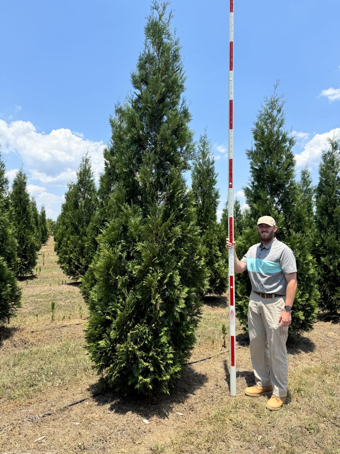 Hetz Arborvitae - Select Trees