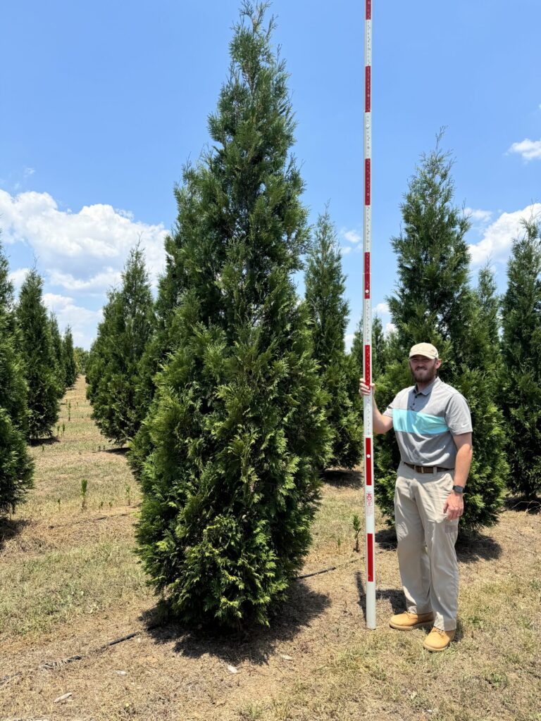 Hetz Arborvitae - Select Trees