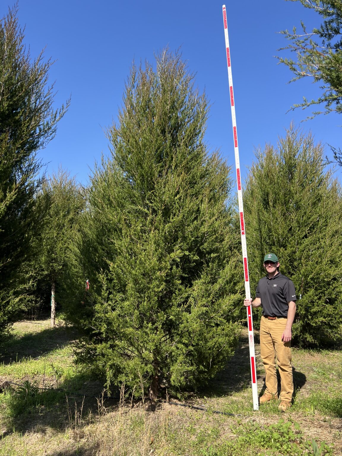 Providence™ Eastern Red Cedar - Select Trees