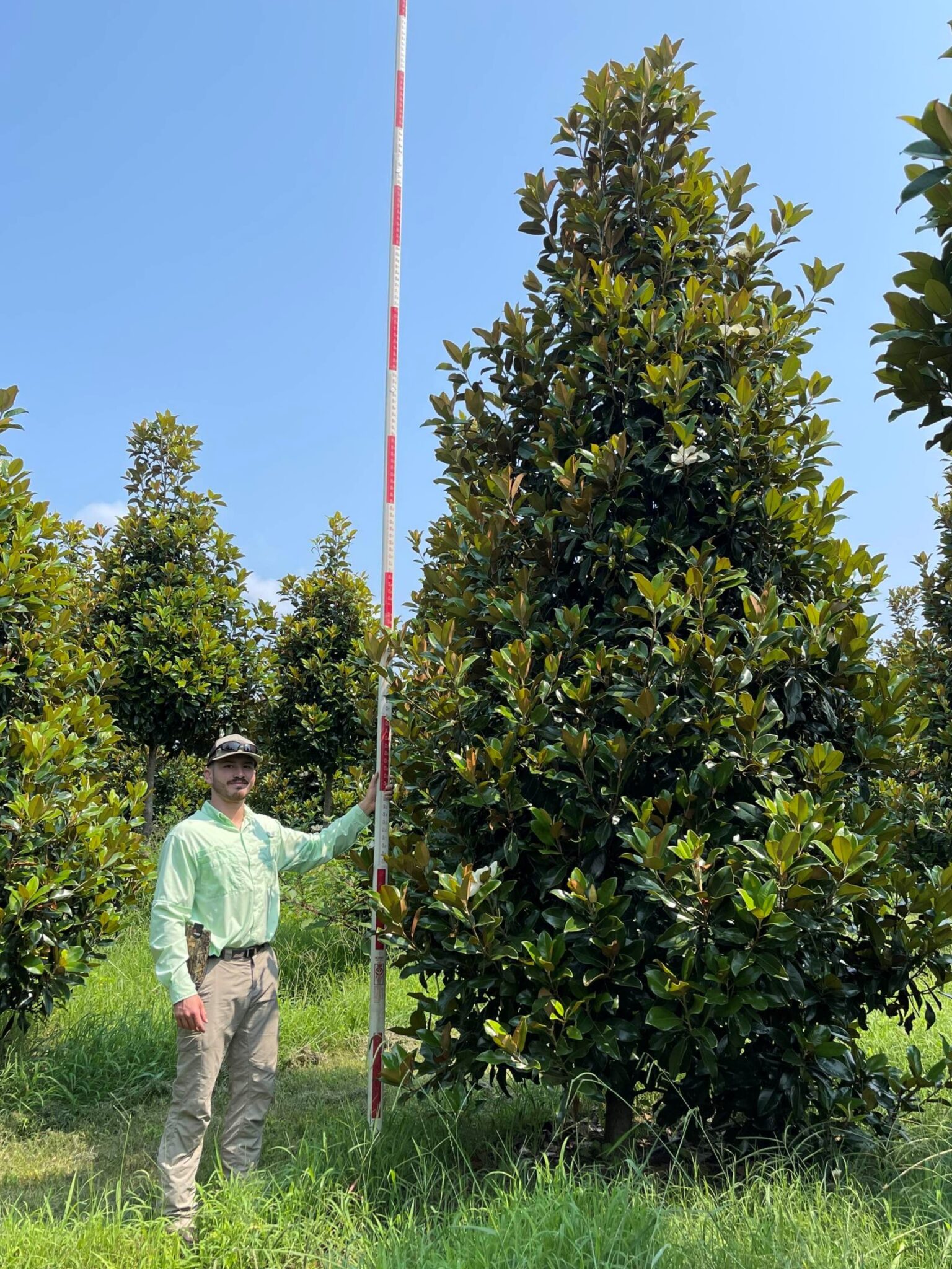 Claudia Wannamaker Southern Magnolia - Select Trees