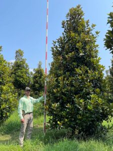 Claudia Wannamaker Southern Magnolia - Select Trees