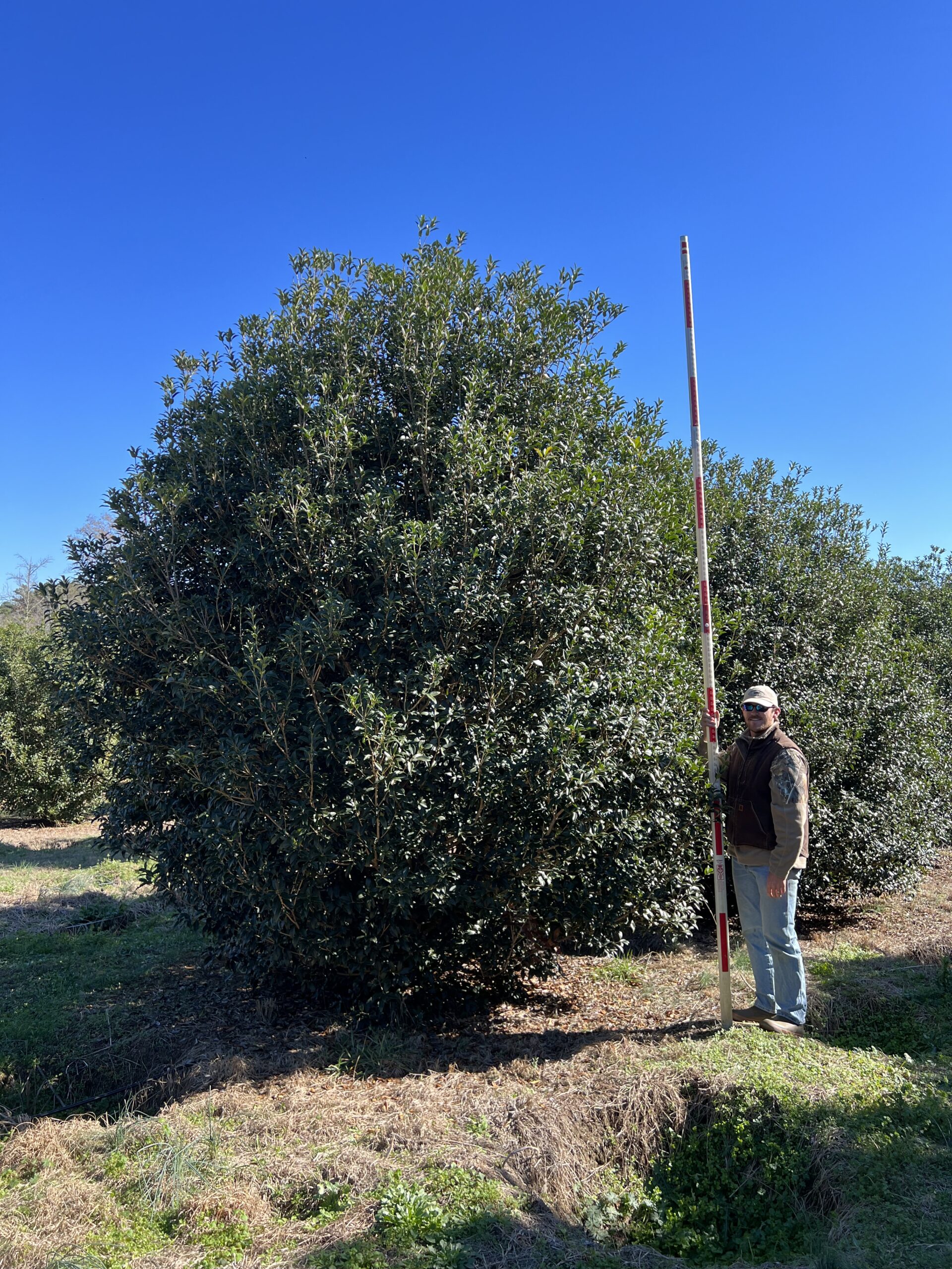 Fruitland’s Tea Olive - Select Trees