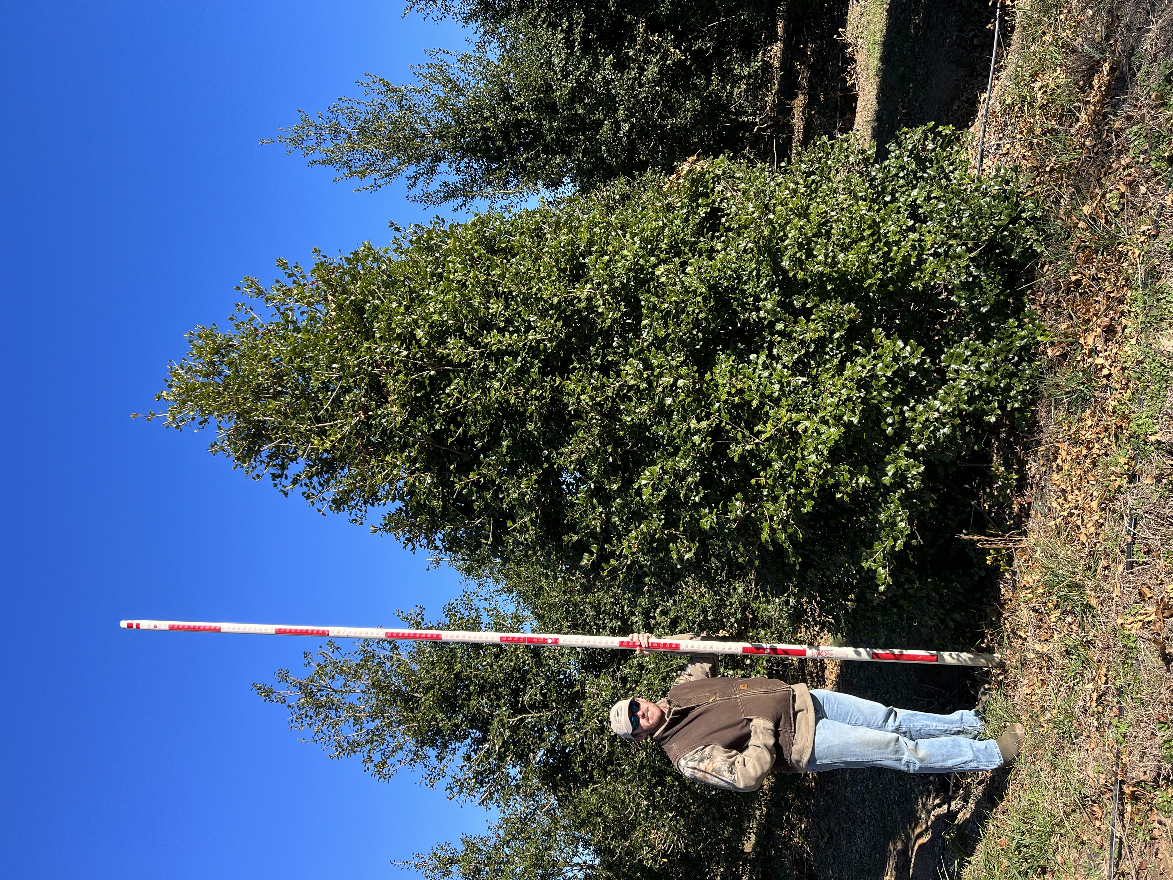 Select Elegance™ American Holly - Select Trees