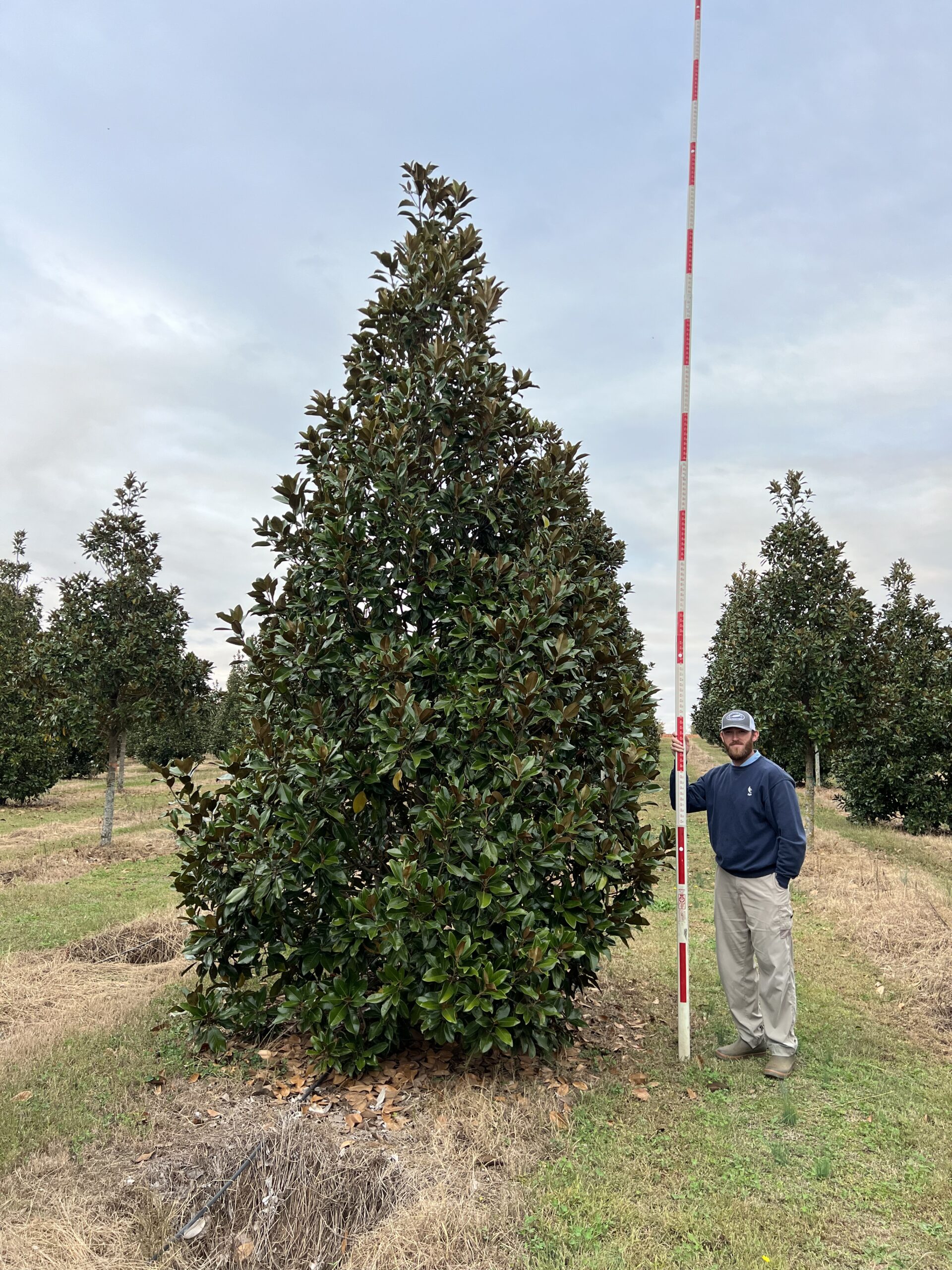 Claudia Wannamaker Southern Magnolia - Select Trees