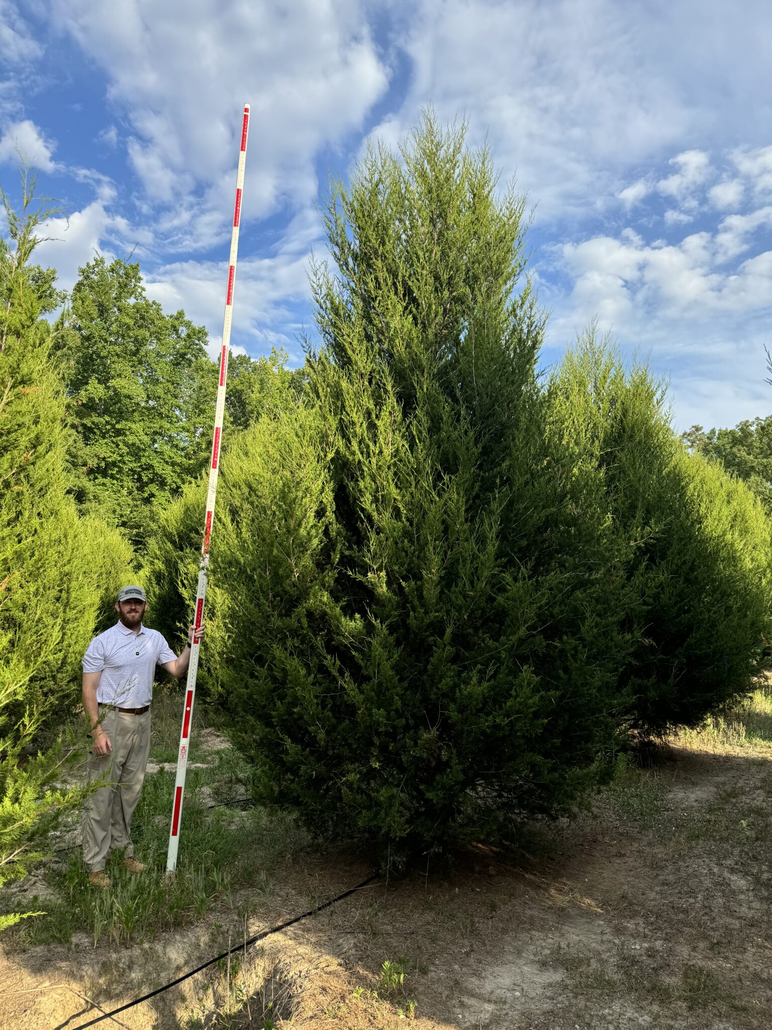 Providence™ Eastern Red Cedar - Select Trees
