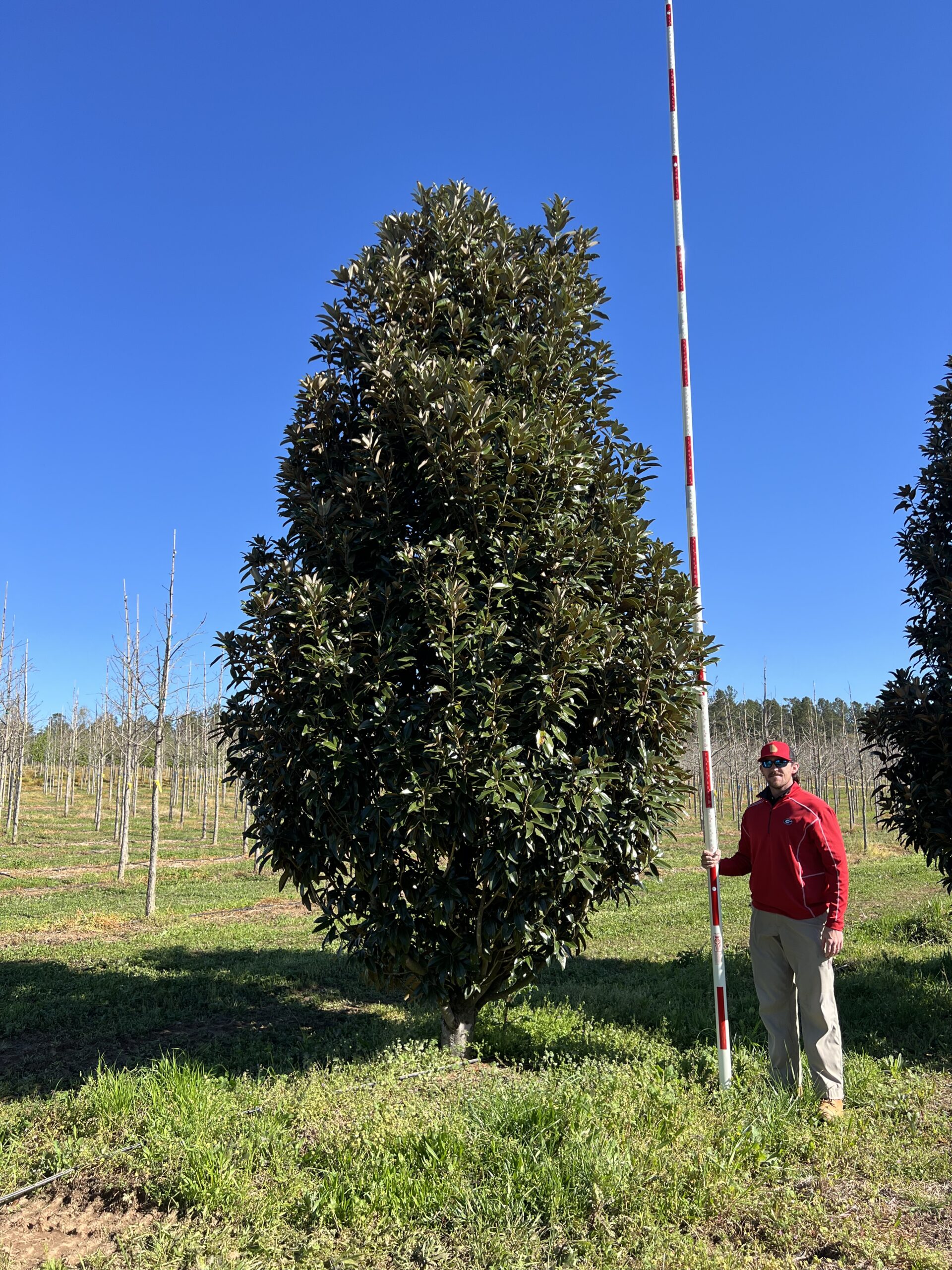 Alta® Southern Magnolia - Select Trees