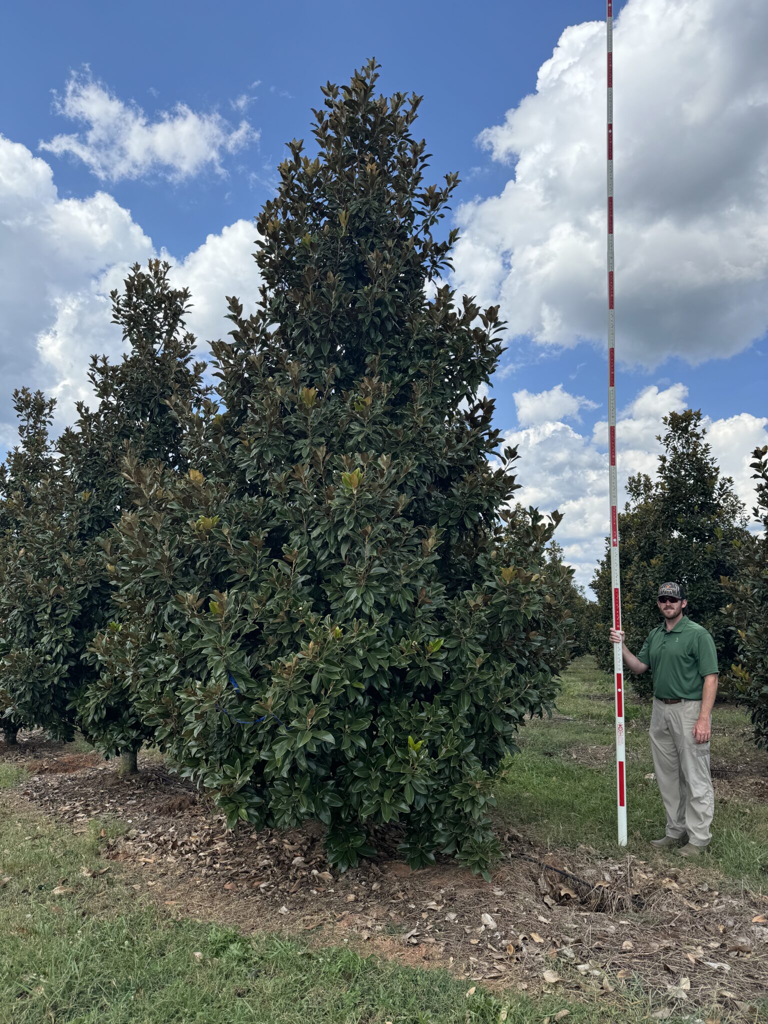 Claudia Wannamaker Southern Magnolia - Select Trees