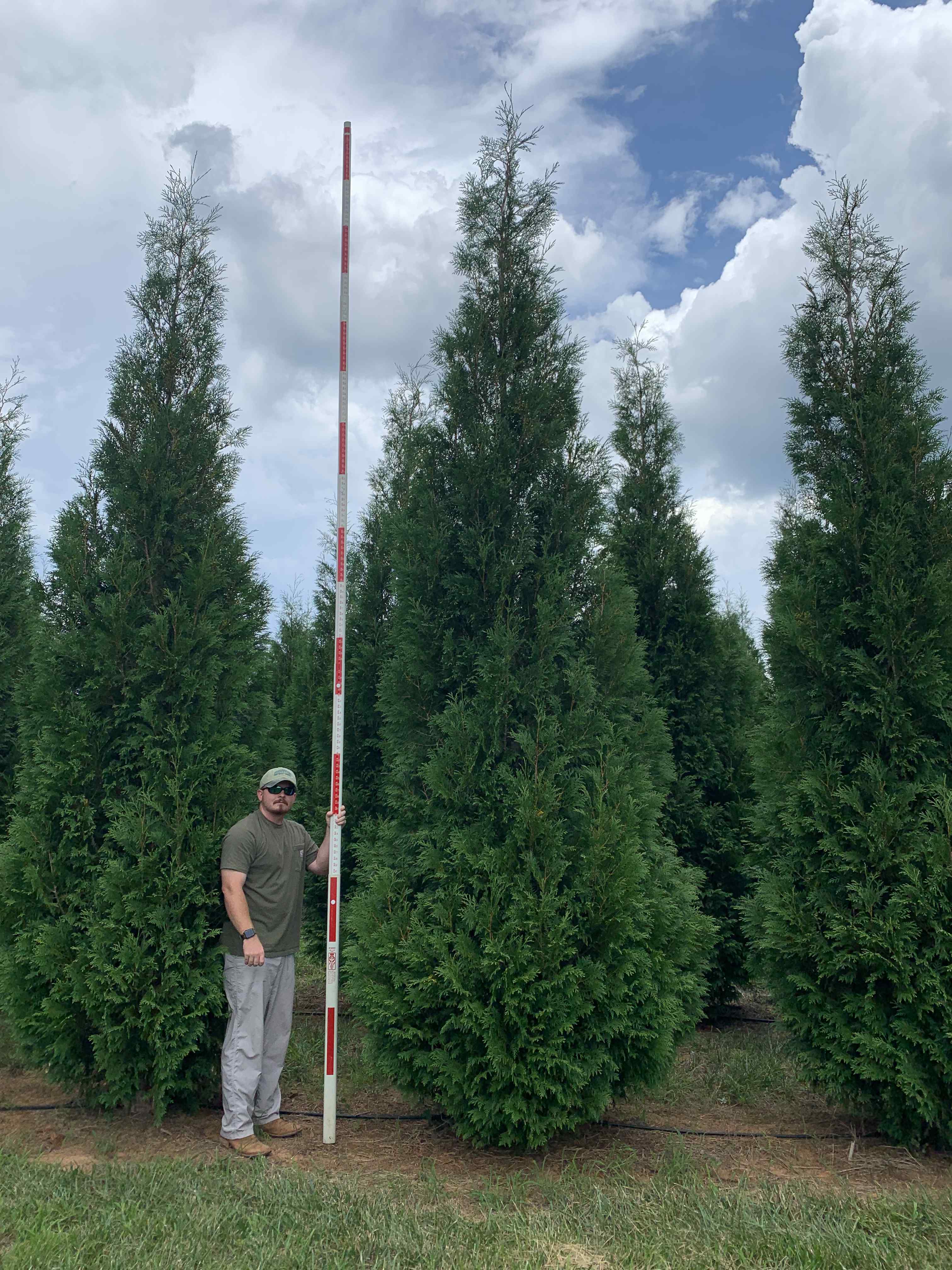 Hetz Arborvitae - Select Trees
