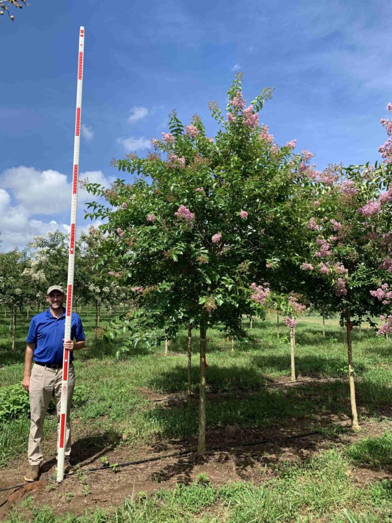 Muskogee Crape Myrtle - Select Trees