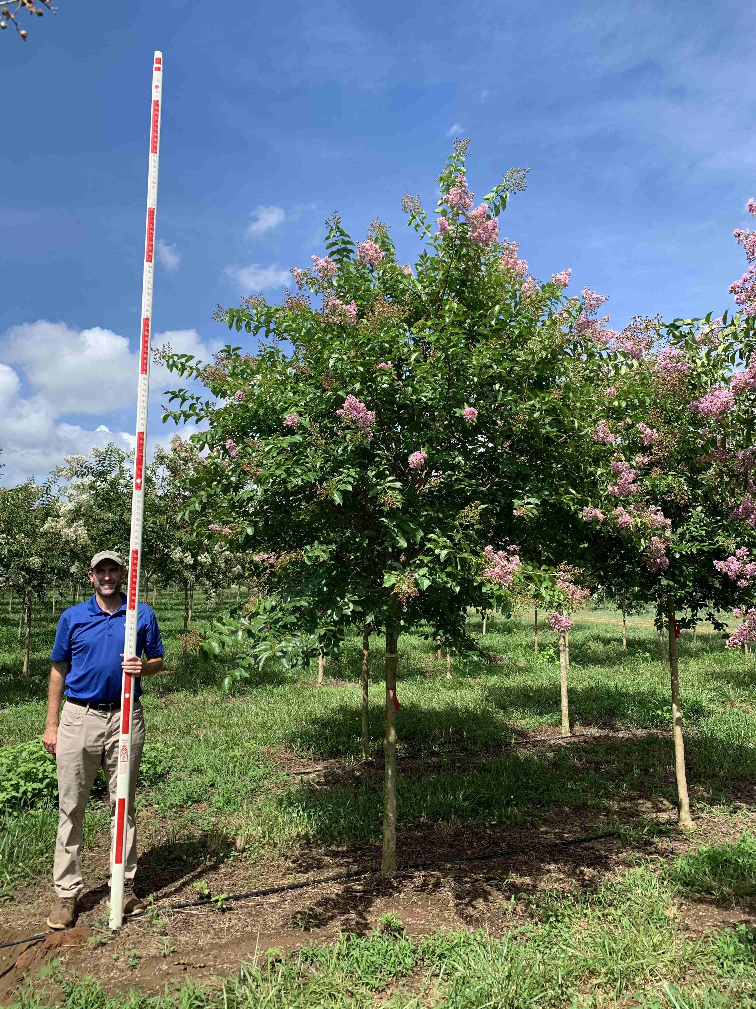 Muskogee Crape Myrtle - Select Trees