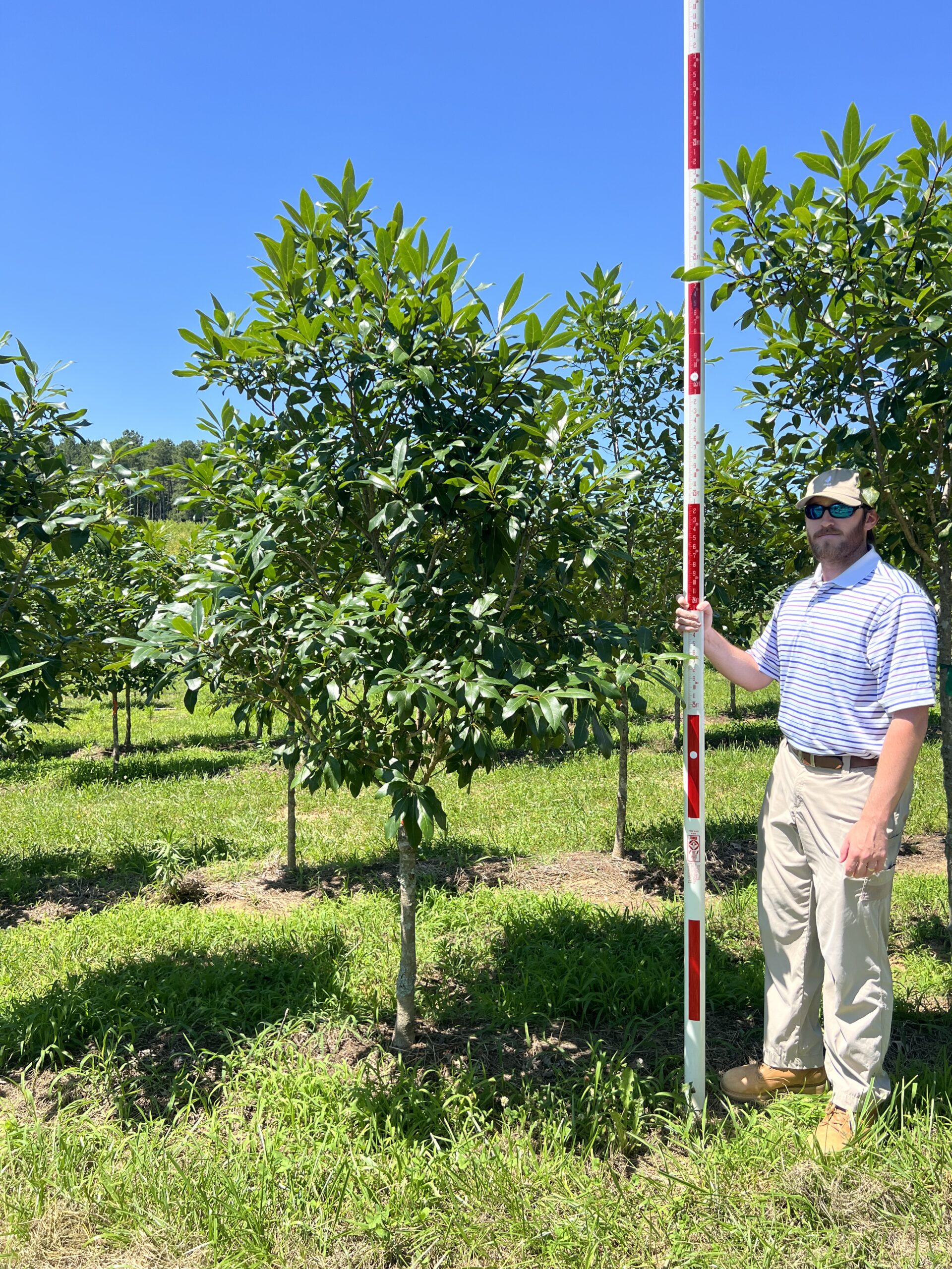 Serenity™ Fringetree - Select Trees