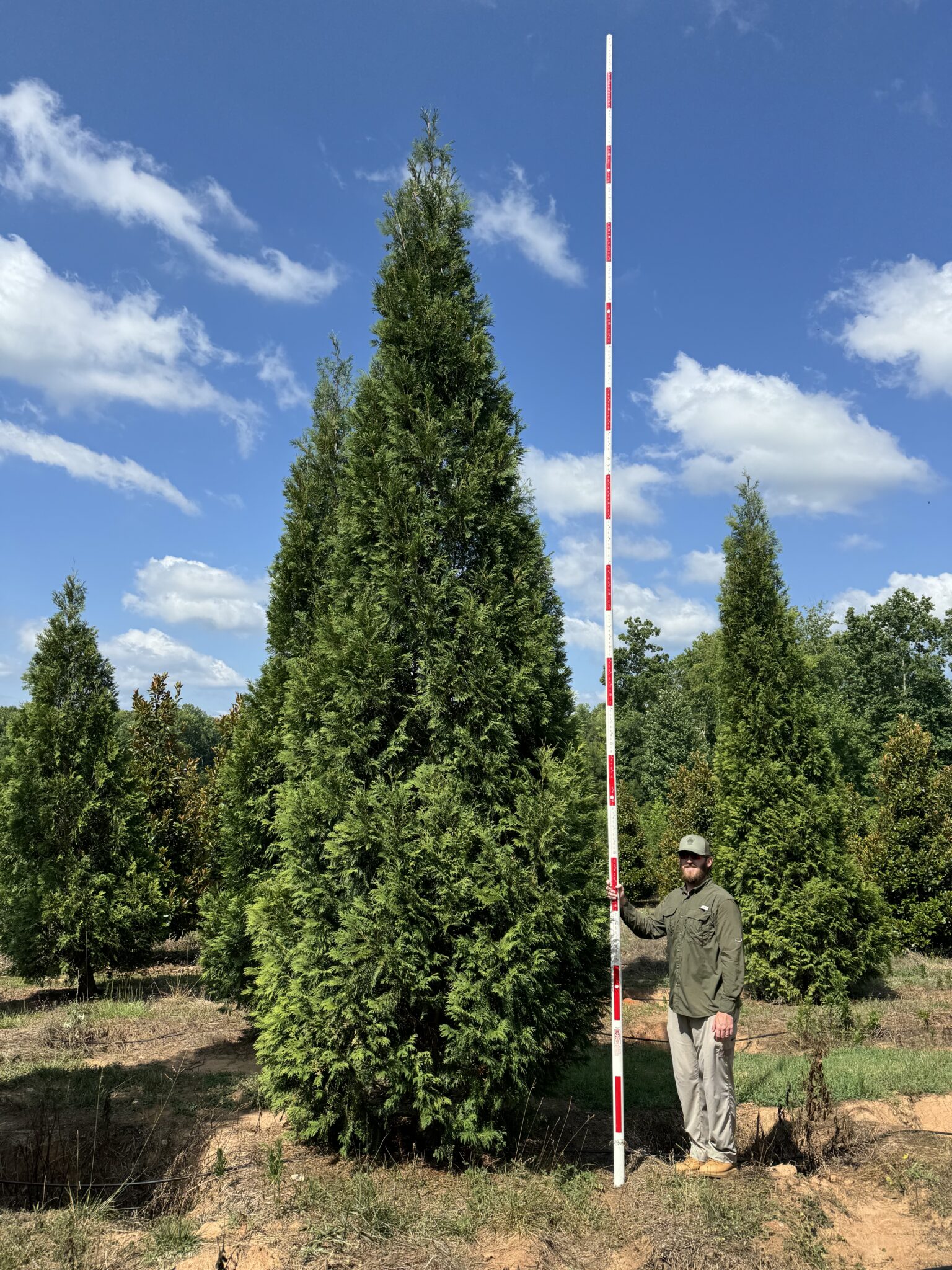 Hetz Arborvitae - Select Trees