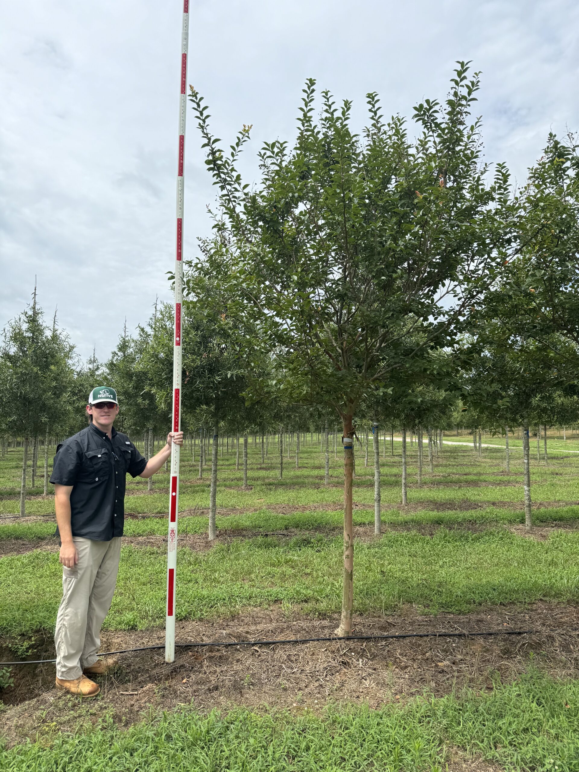 Muskogee Crape Myrtle - Select Trees