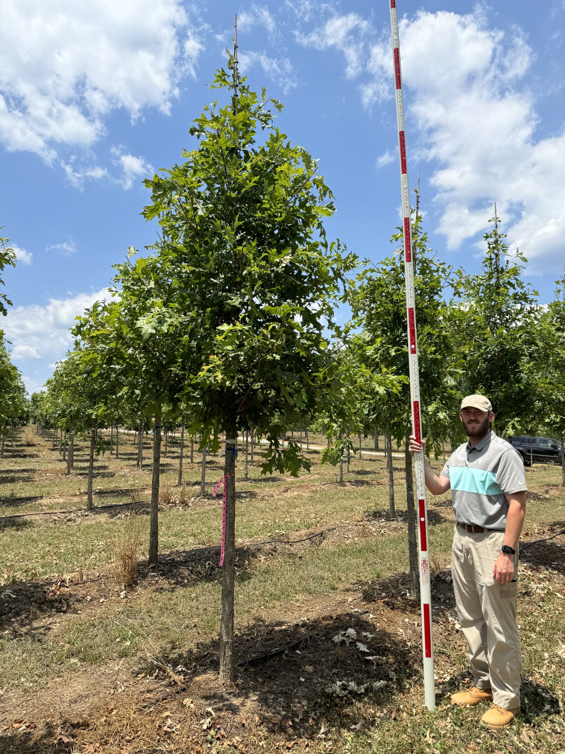 Highbeam® Overcup Oak - Select Trees