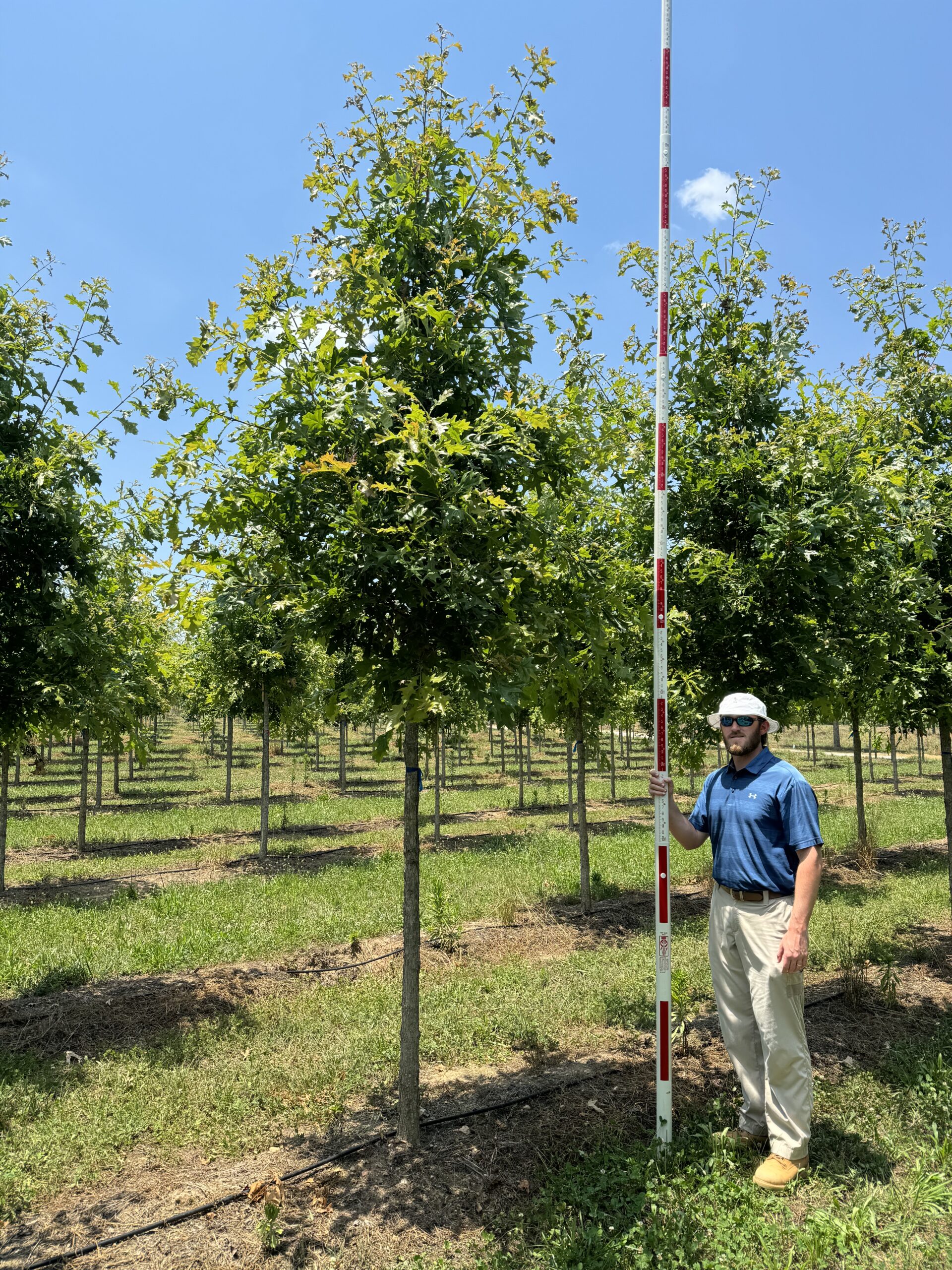 Highbeam® Overcup Oak - Select Trees