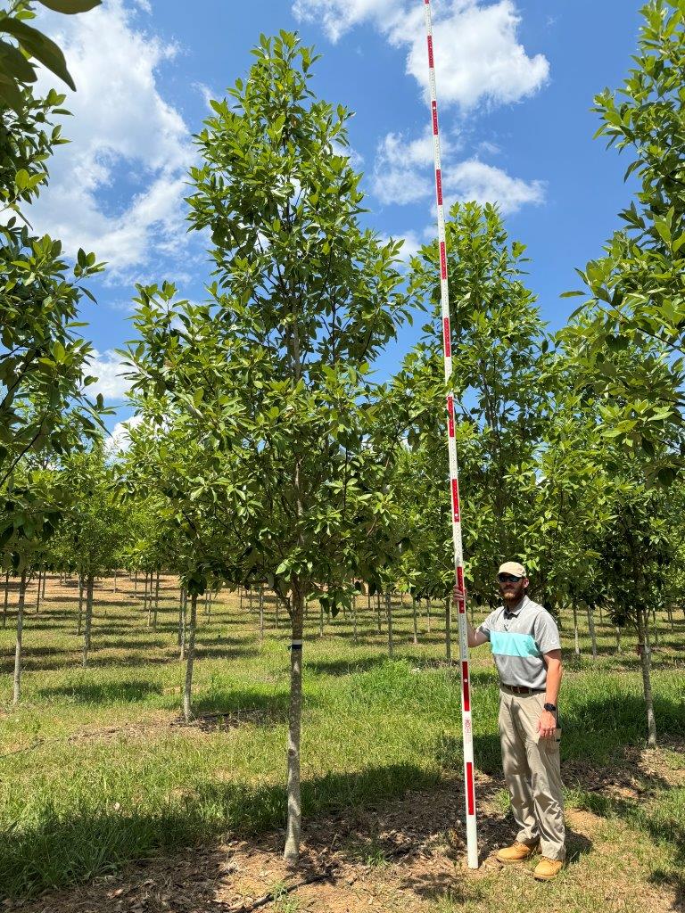 Moonglow® Sweetbay Magnolia - Select Trees