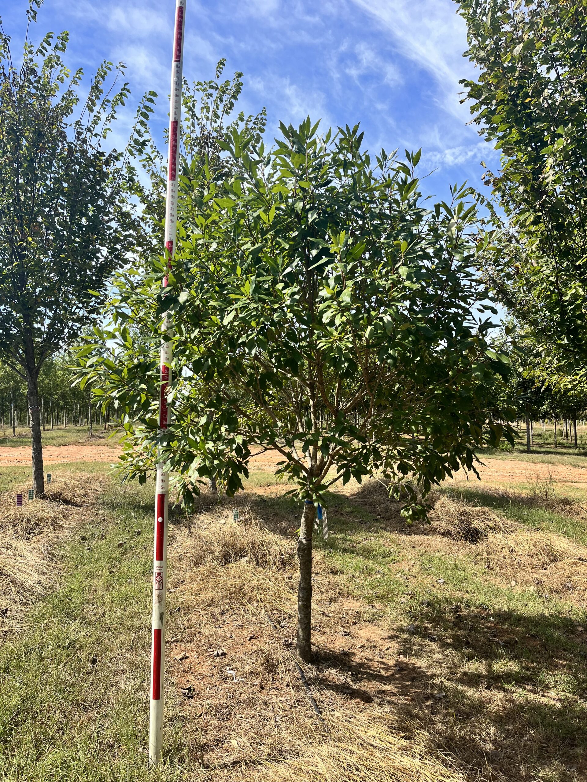 Serenity™ Fringetree - Select Trees